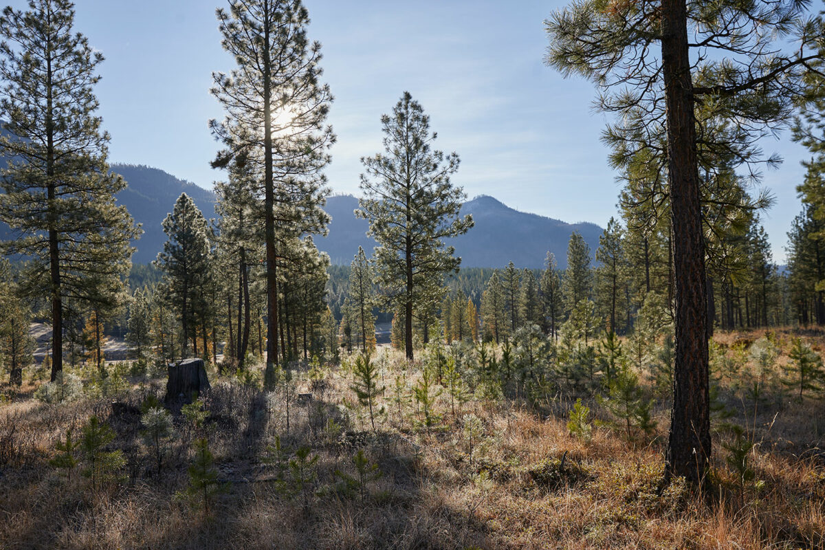 Spotlight on conservation: Kootenay River Ranch | Canadian Geographic