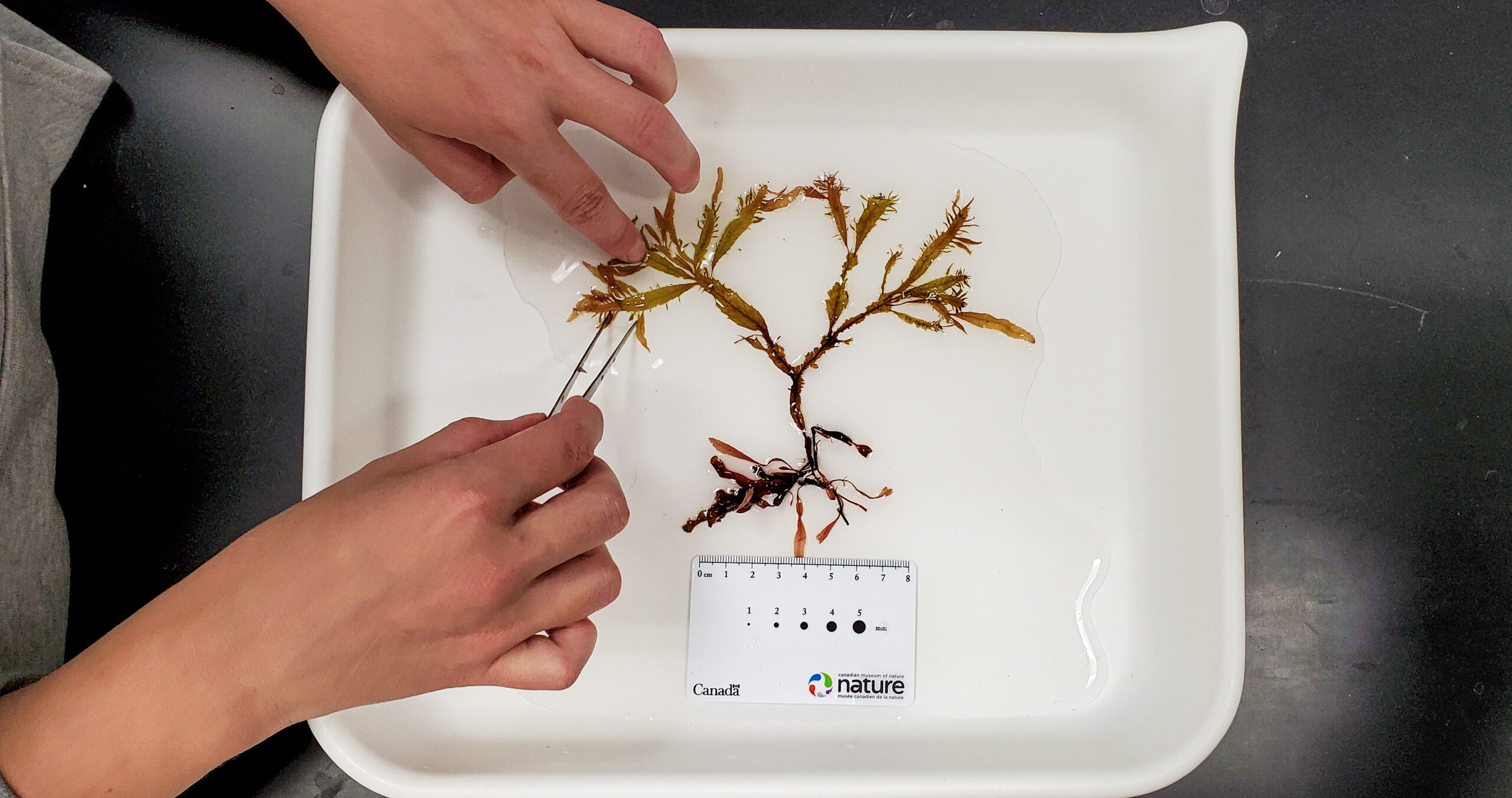 Searching for seaweed in Canada’s Western Arctic | Canadian Geographic