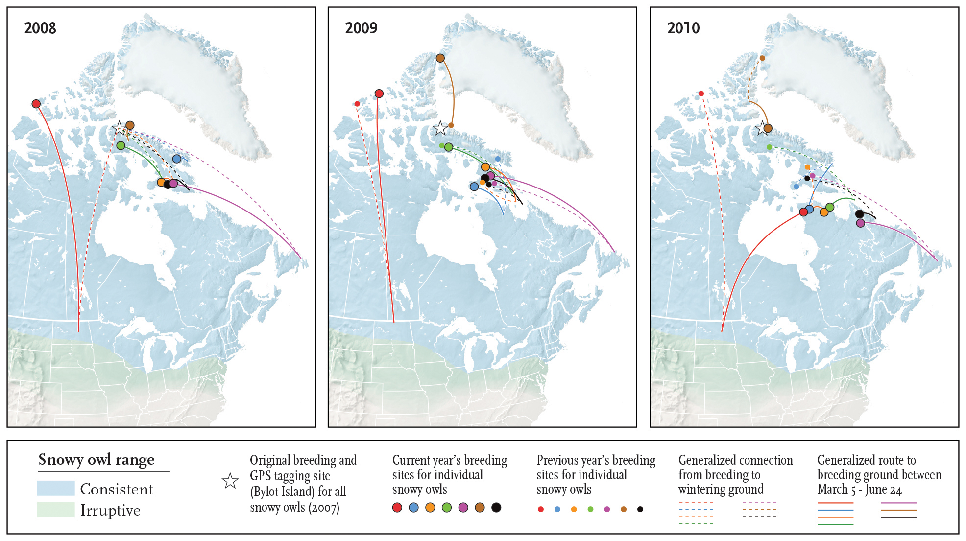On silent wings: Can snowy owls survive a warming climate? | Canadian ...