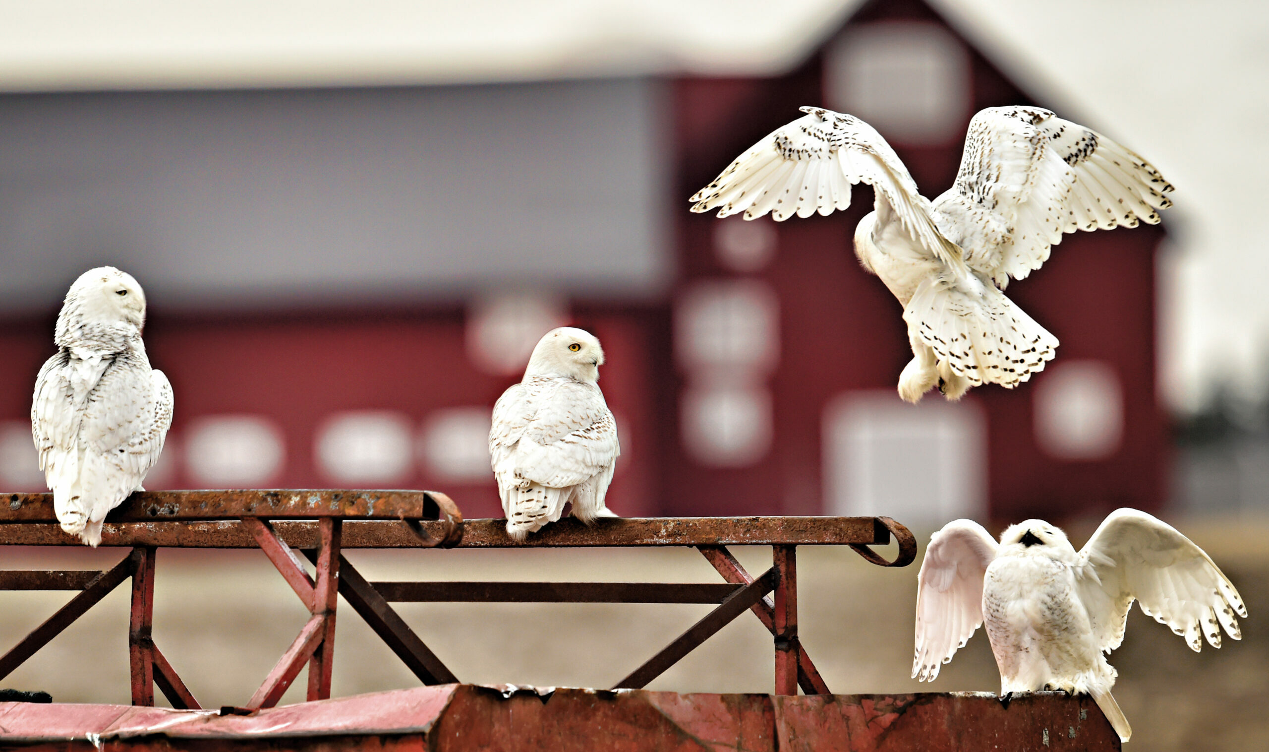 On silent wings: Can snowy owls survive a warming climate? | Canadian ...