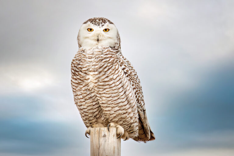 On silent wings: Can snowy owls survive a warming climate? | Canadian ...