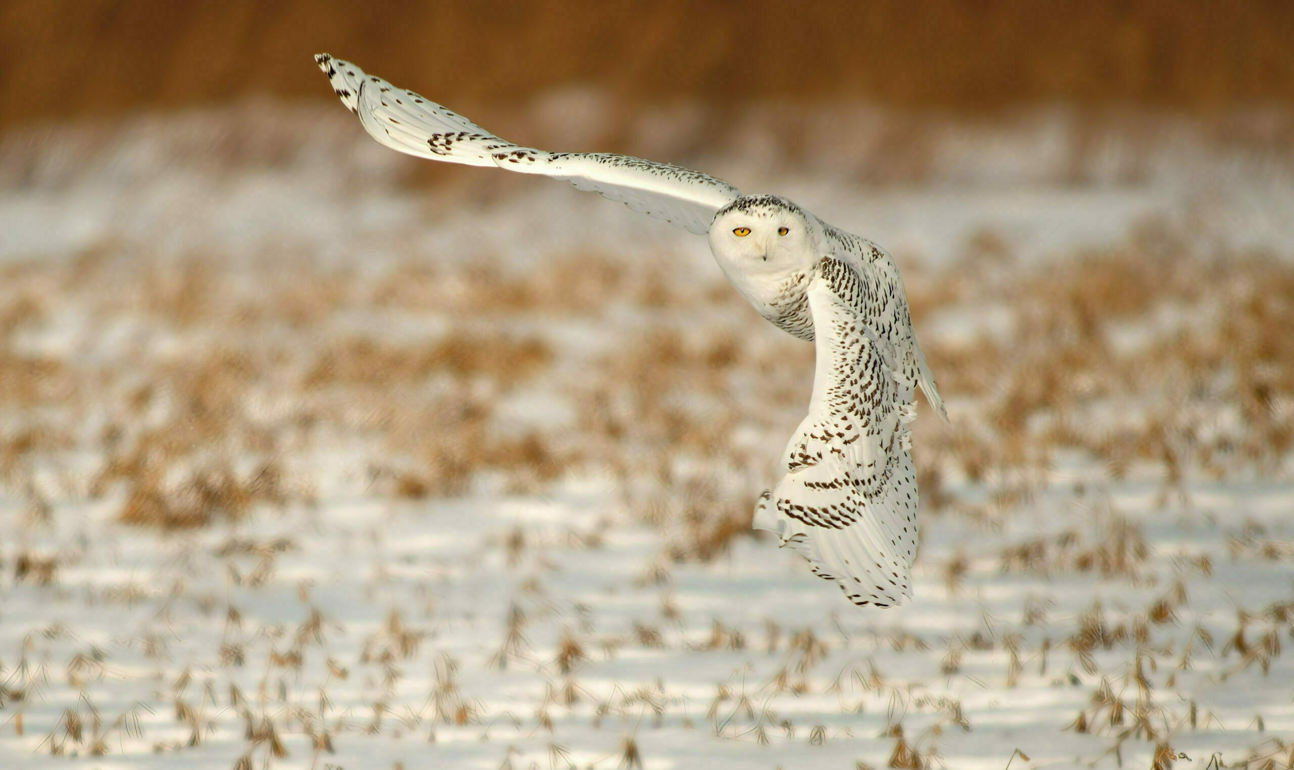 On silent wings: Can snowy owls survive a warming climate? | Canadian ...