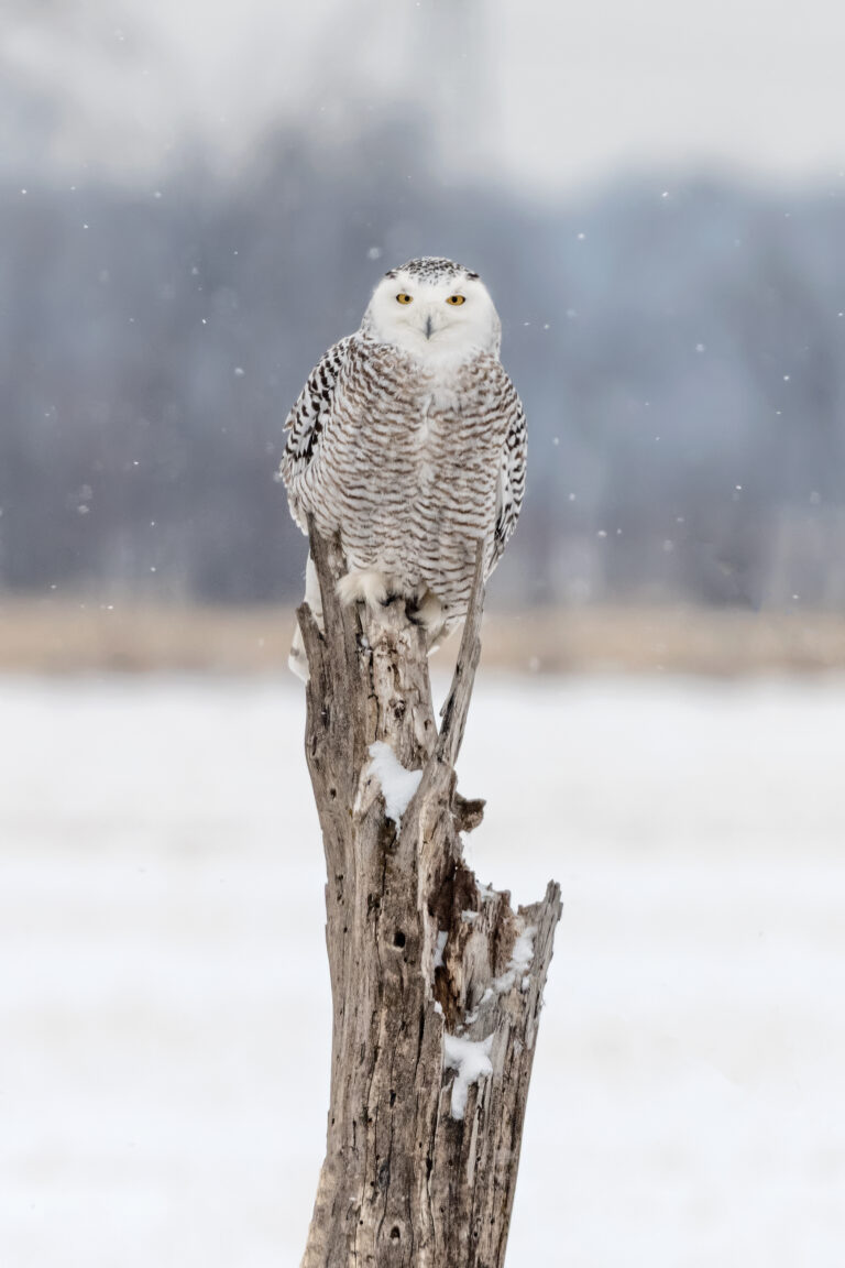 On silent wings: Can snowy owls survive a warming climate? | Canadian ...