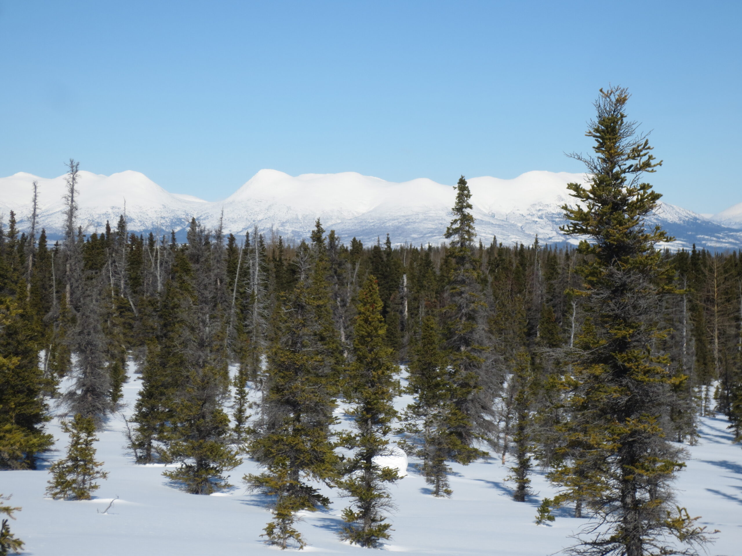 Climate change is affecting vegetation in Yukon. What should we do ...