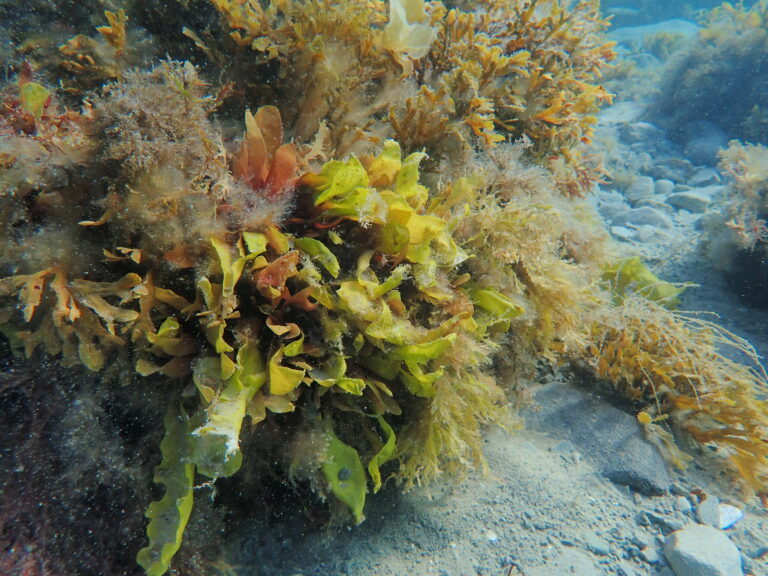 Searching for seaweed in Canada’s Western Arctic | Canadian Geographic