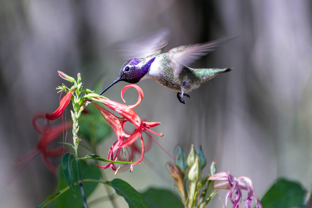 Wildlife Wednesday: Costa’s hummingbird found livin’ on a Prairie ...