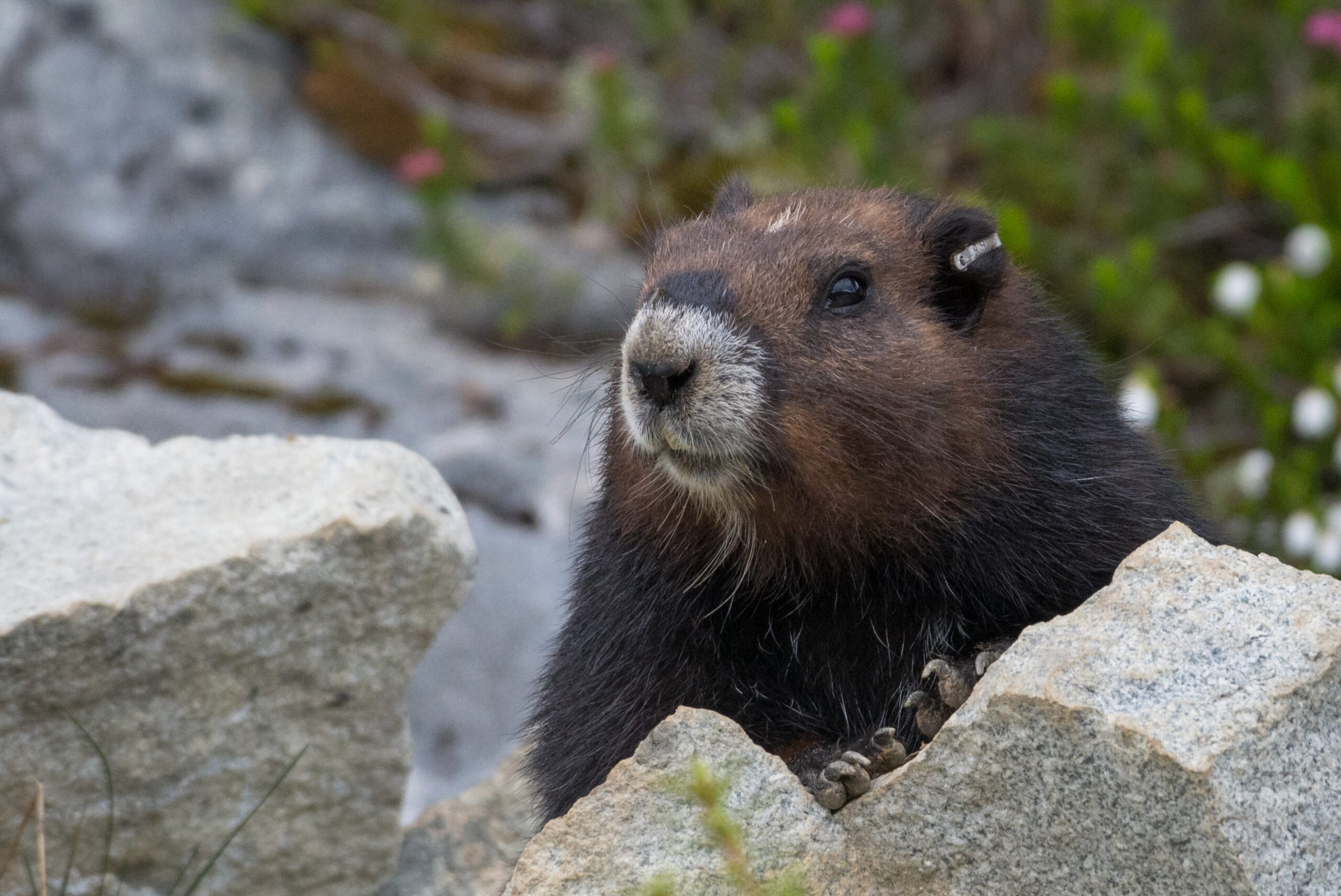 The promise of COP15 | Canadian Geographic