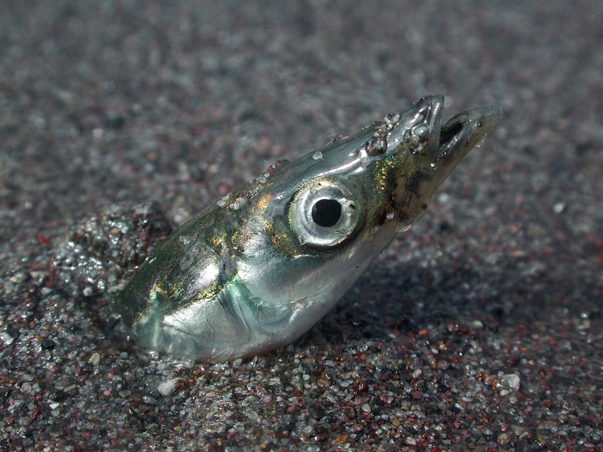Wildlife Wednesday: the fish fatefully divided, not by land, but by ...