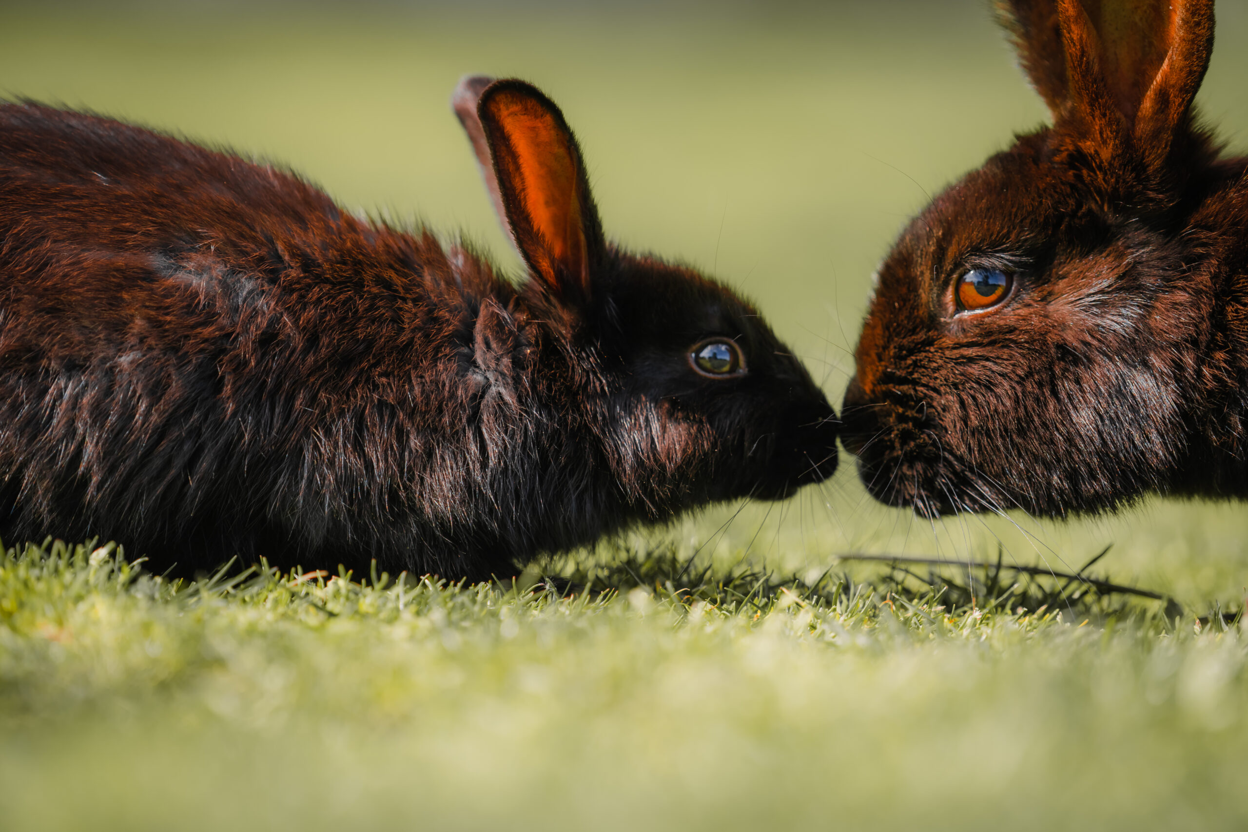 11 fun lagomorph facts for Lunar New Year | Canadian Geographic