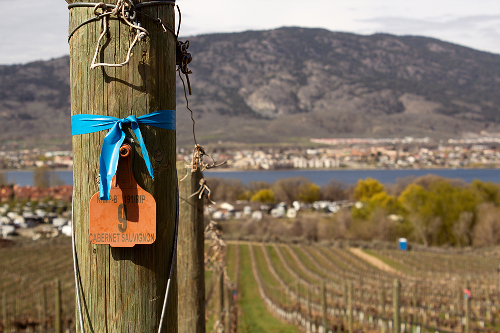 Cloud wine: heli-touring the vineyards of the South Okanagan | Canadian ...