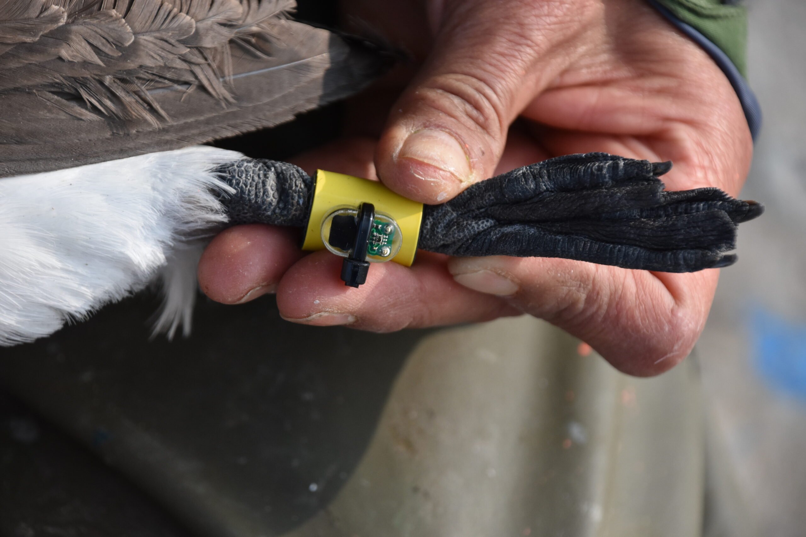 Up close with the penguins of the Arctic | Canadian Geographic