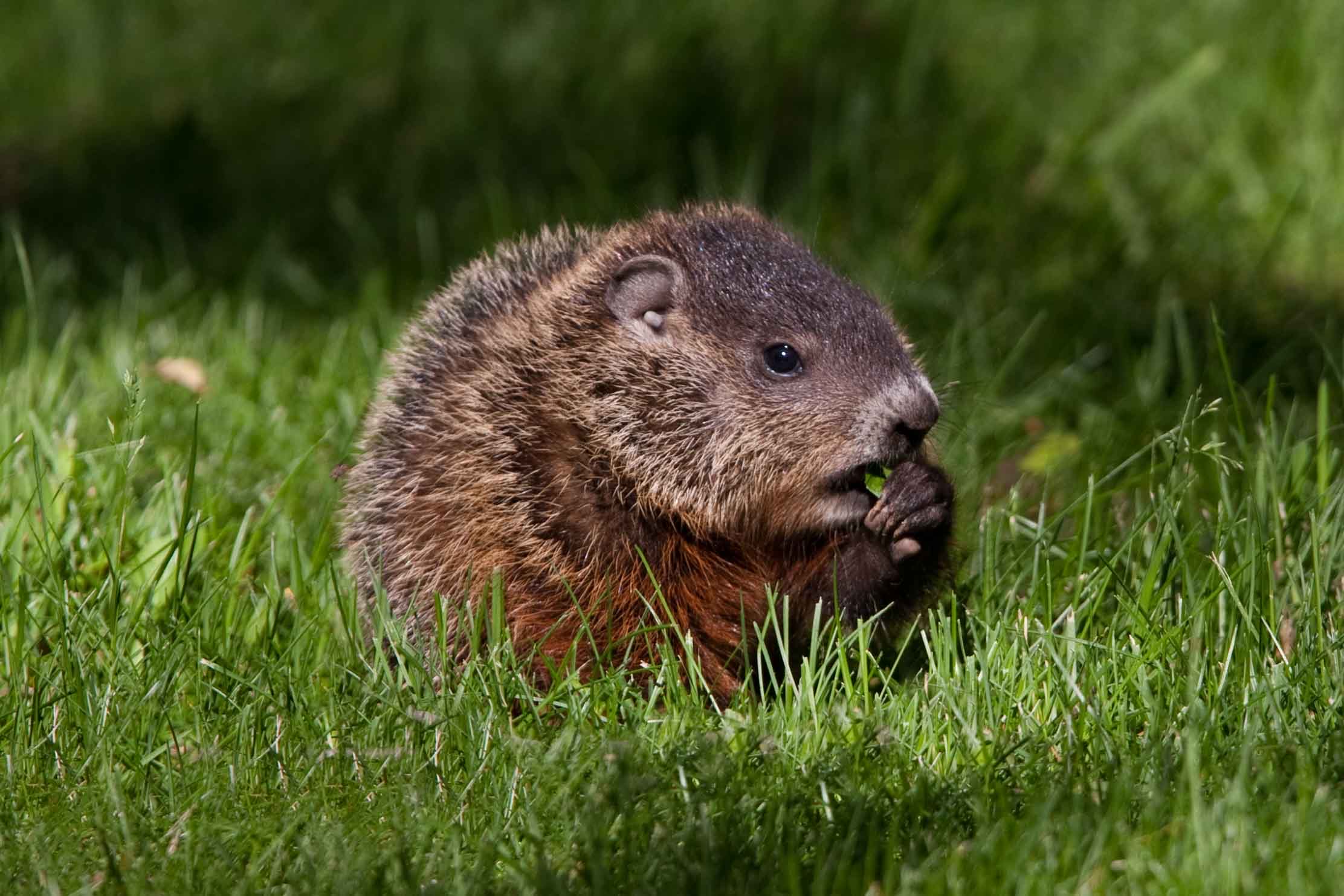 Would you trust a groundhog? | Canadian Geographic