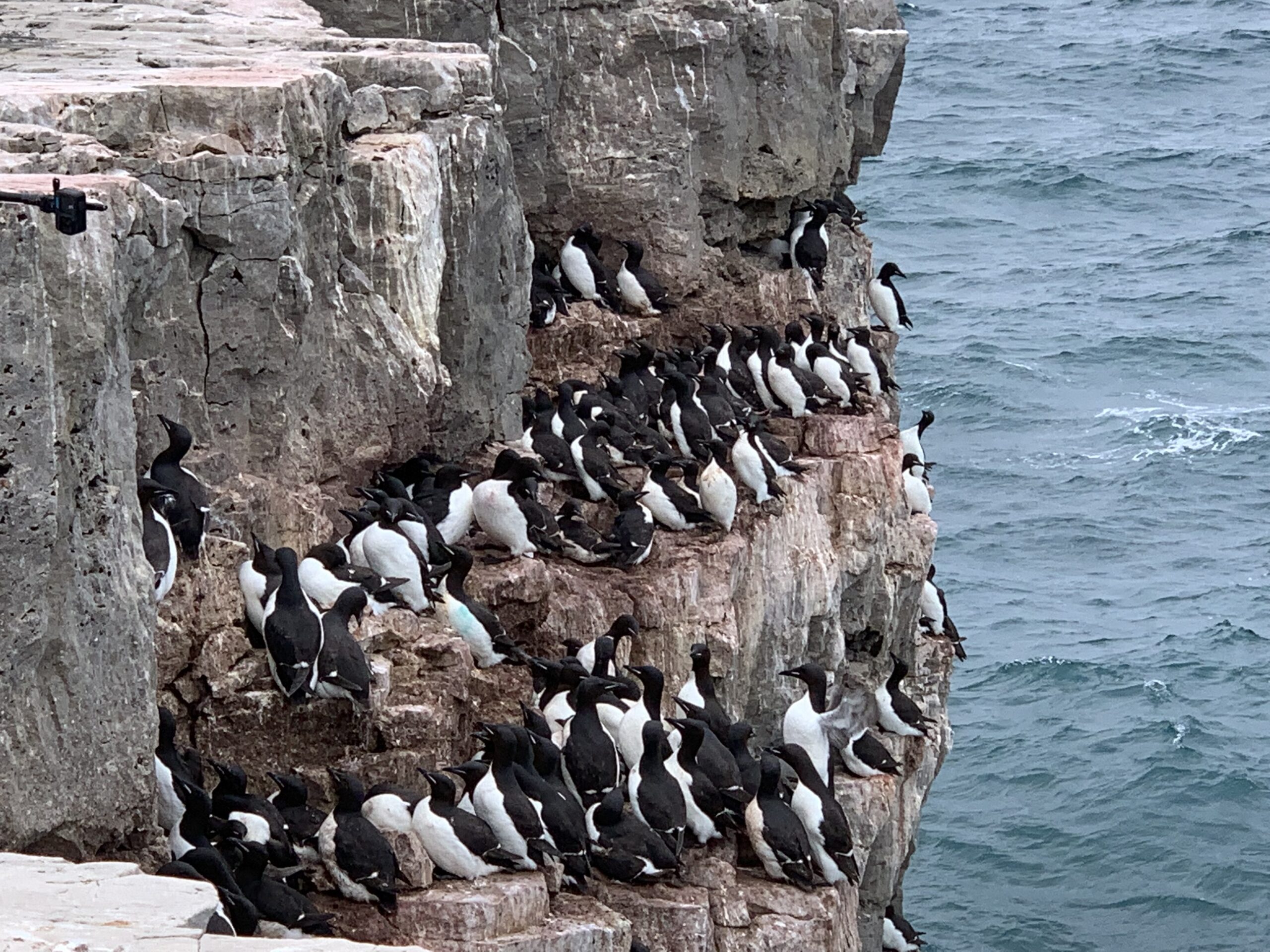 Up close with the penguins of the Arctic | Canadian Geographic