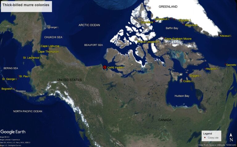 Up close with the penguins of the Arctic | Canadian Geographic