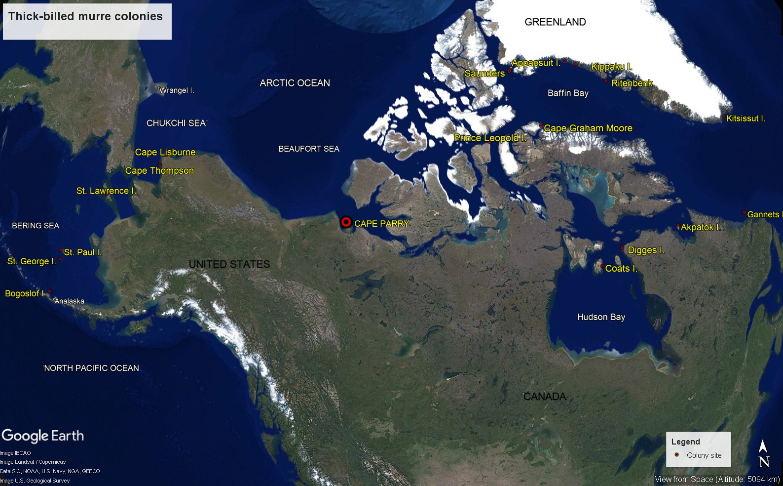 Up close with the penguins of the Arctic | Canadian Geographic