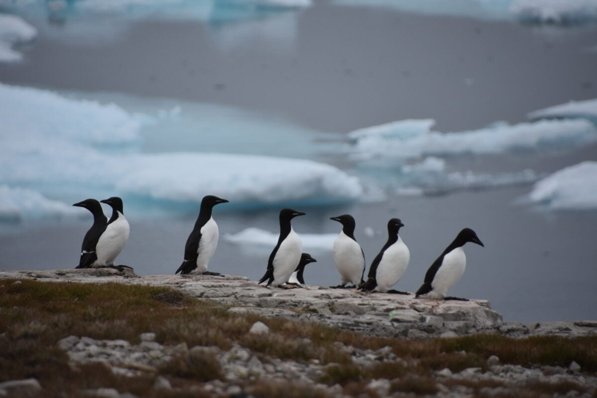 Up close with the penguins of the Arctic | Canadian Geographic