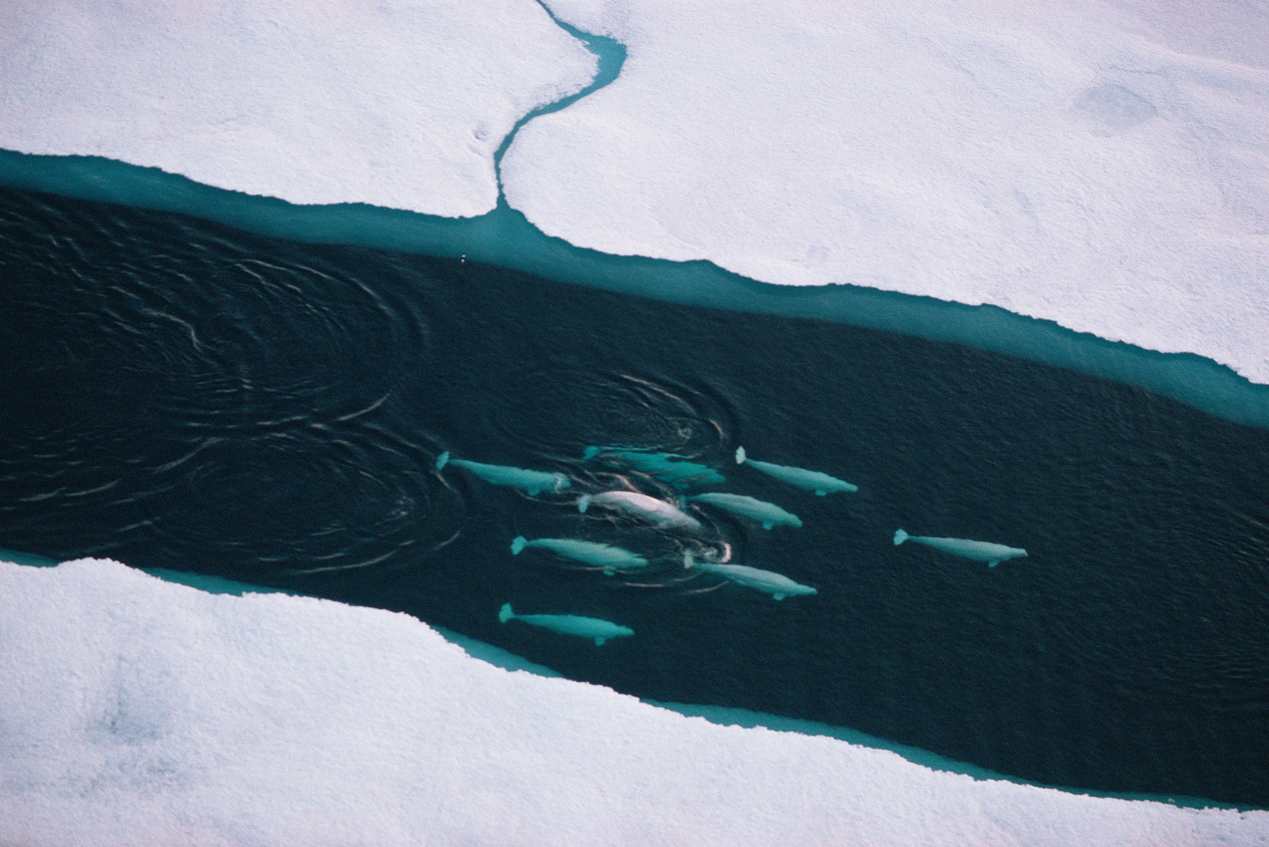 Finding a whale in a watery haystack | Canadian Geographic