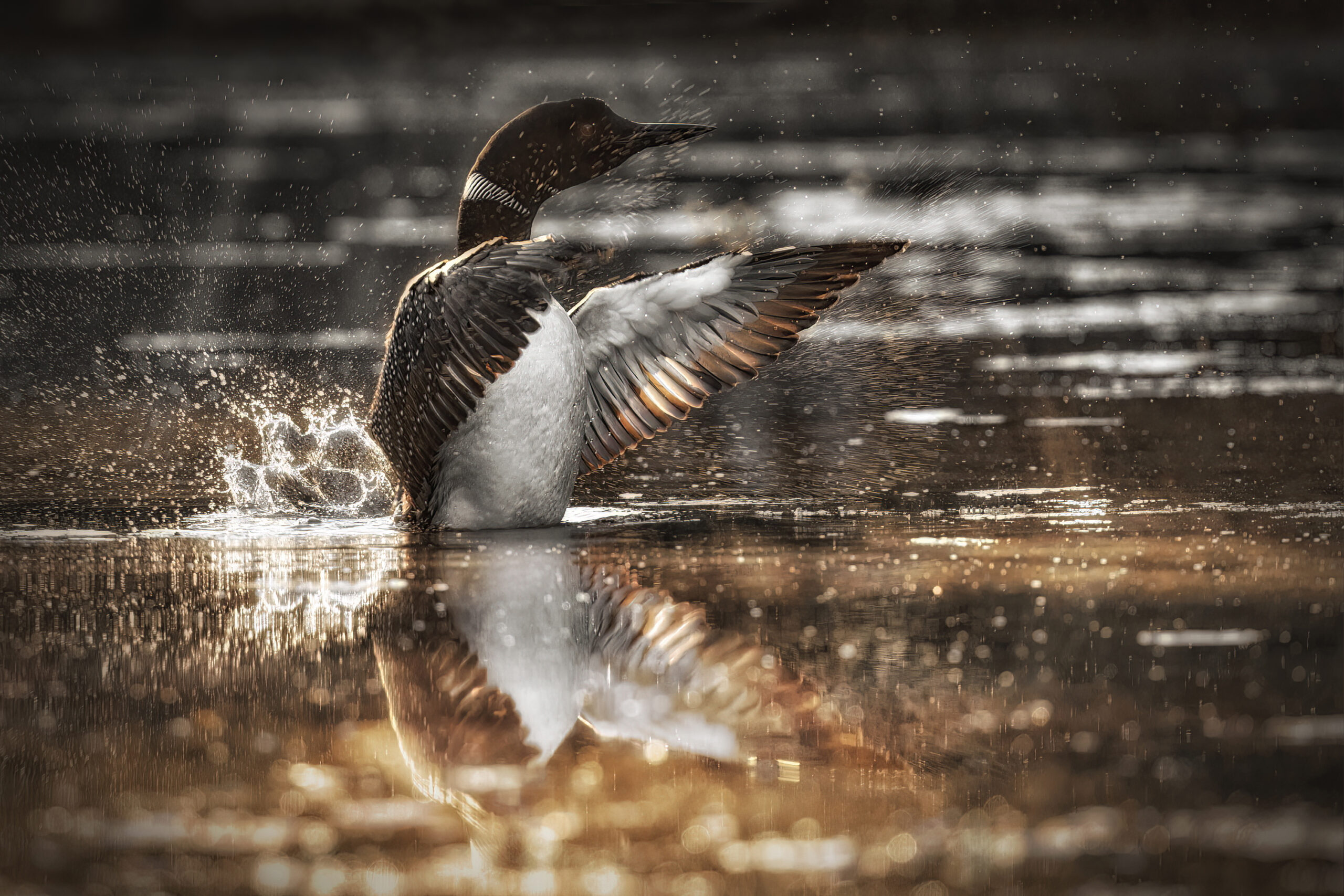 The call of the loon | Canadian Geographic