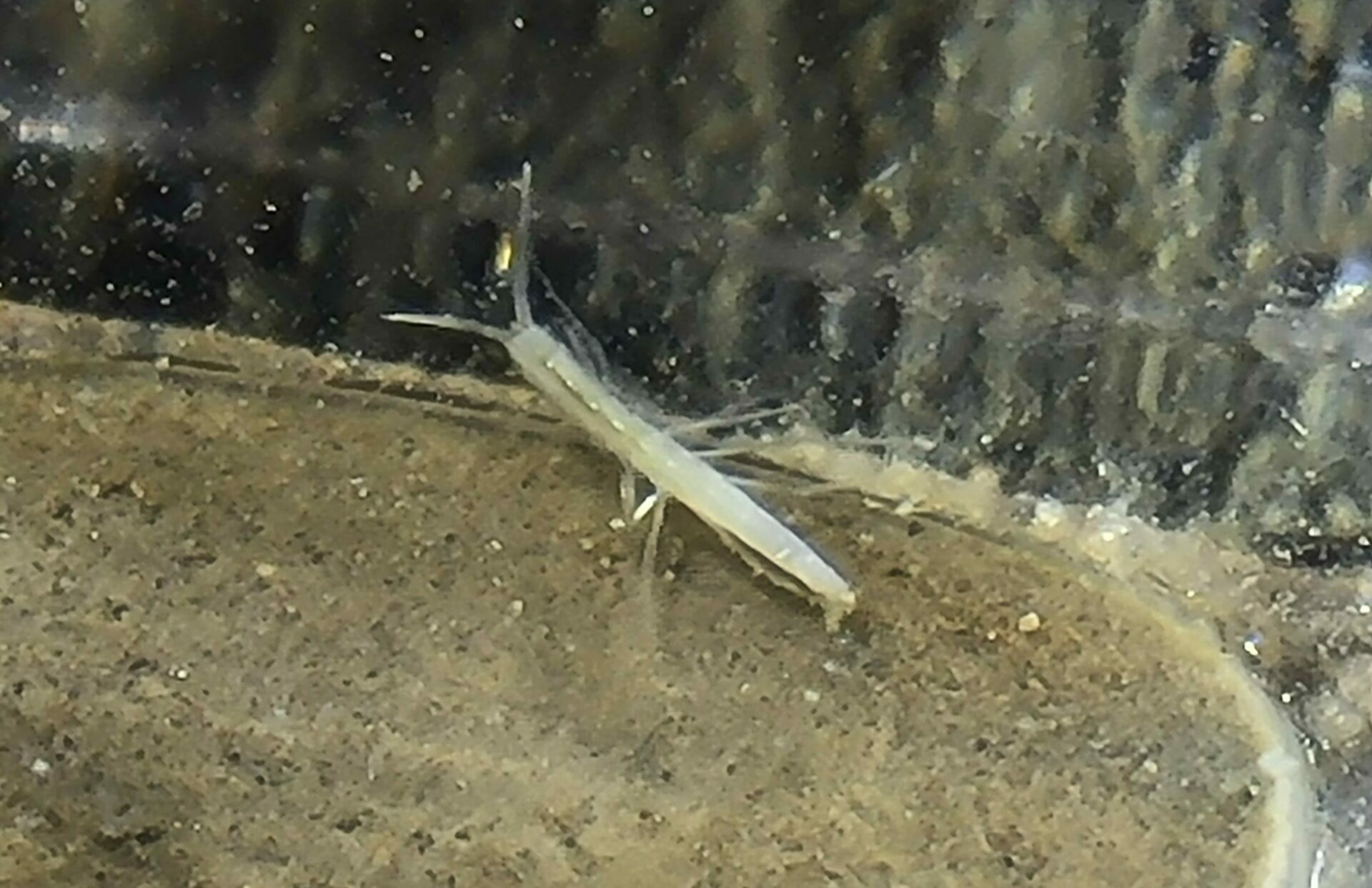 Castleguard Cave recognized as a globally significant Key Biodiversity ...