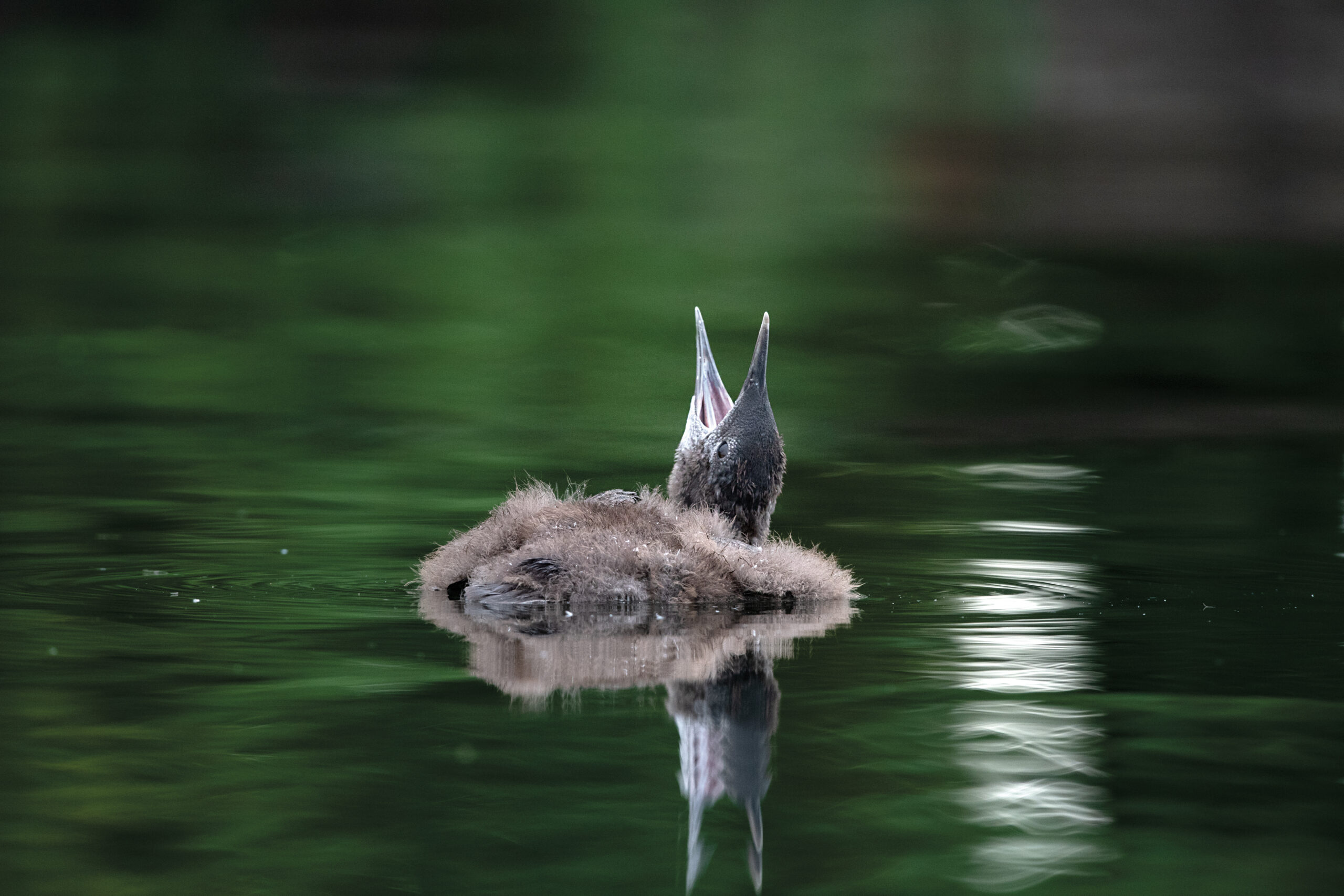 The call of the loon | Canadian Geographic