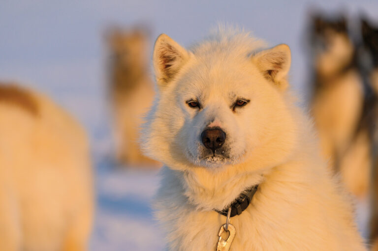 The Nunavut Quest dogsled race is revitalizing a once-threatened ...