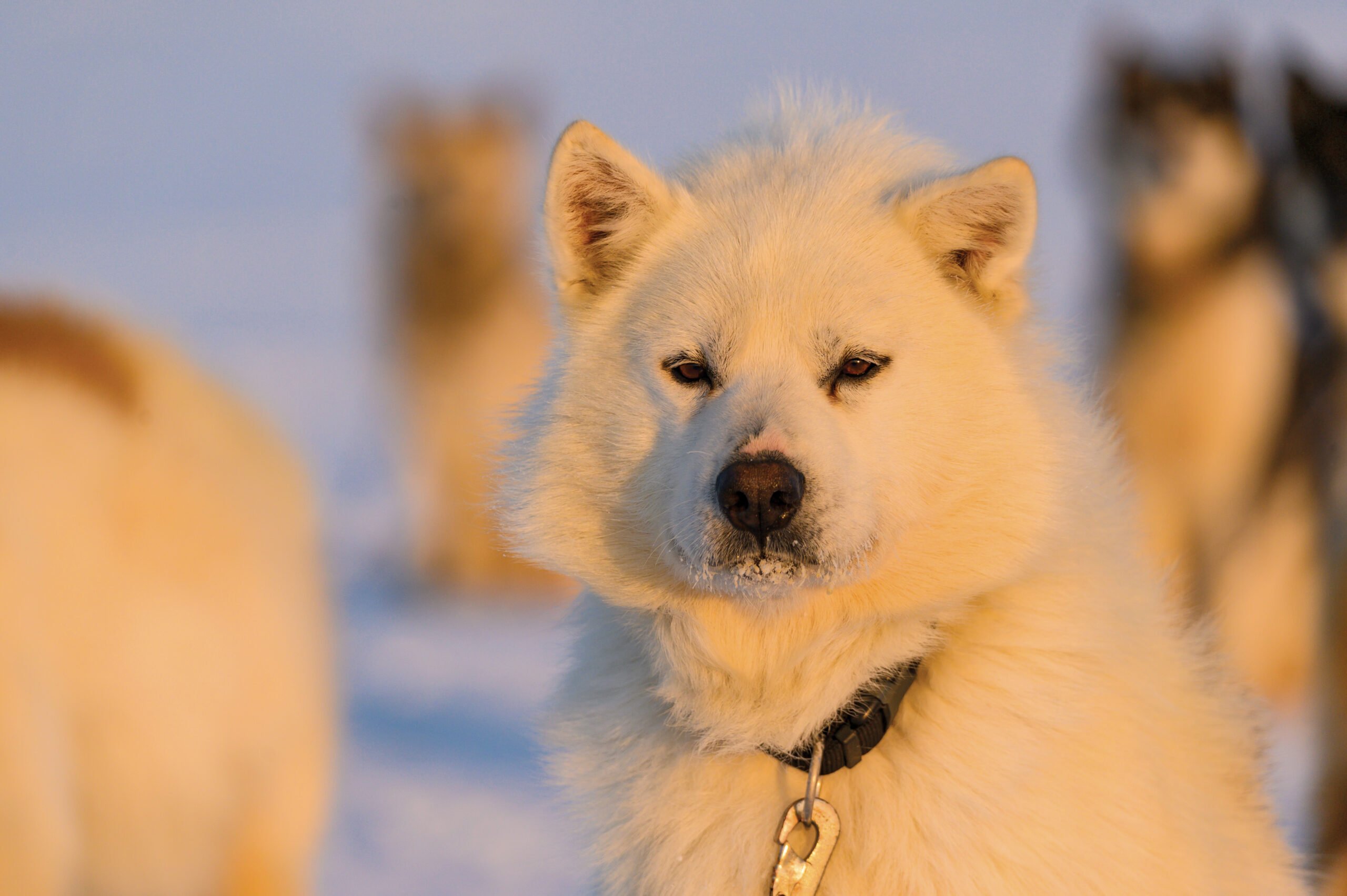 The Nunavut Quest dogsled race is revitalizing a once-threatened ...