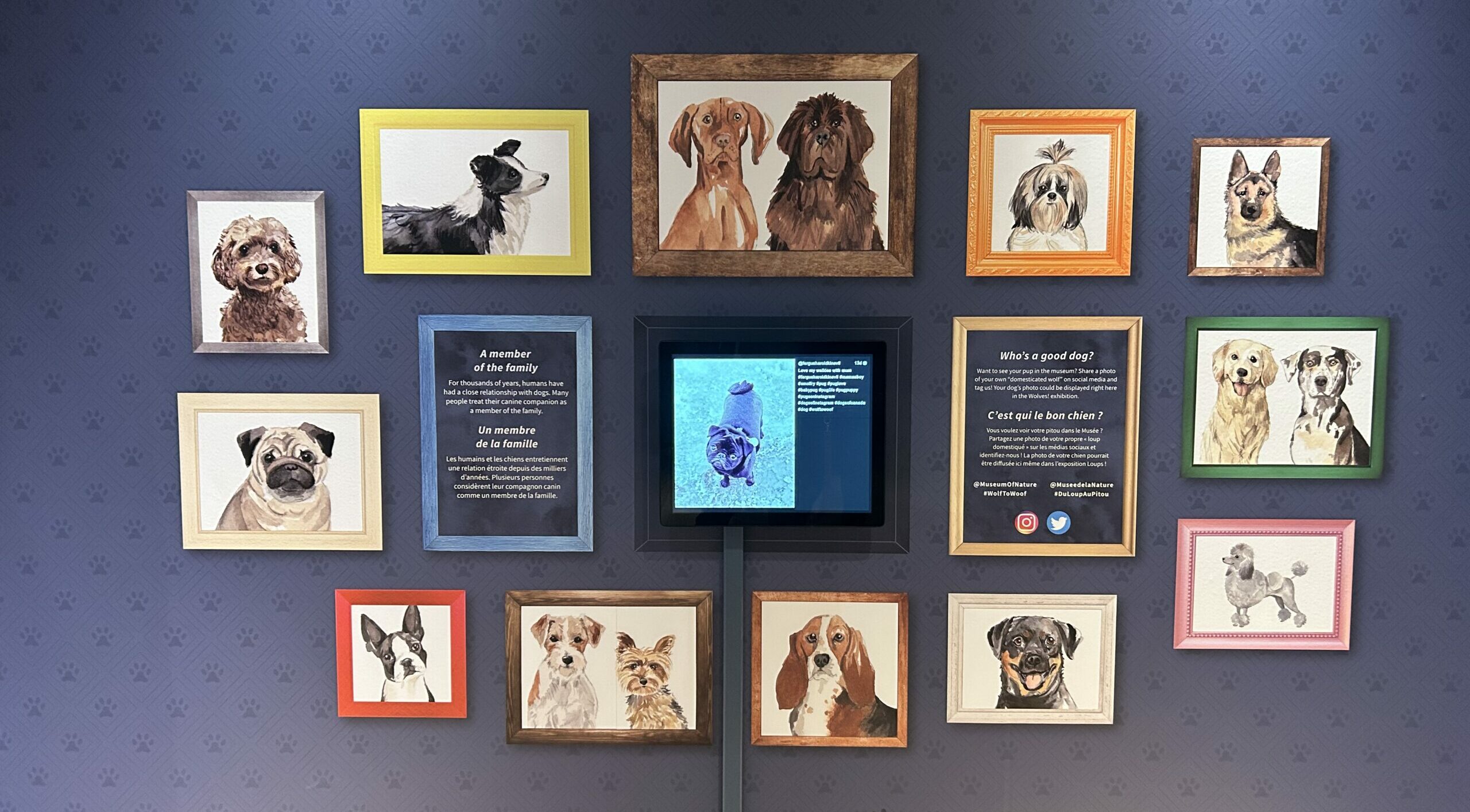Wolves exhibition opens at the Canadian Museum of Nature | Canadian ...