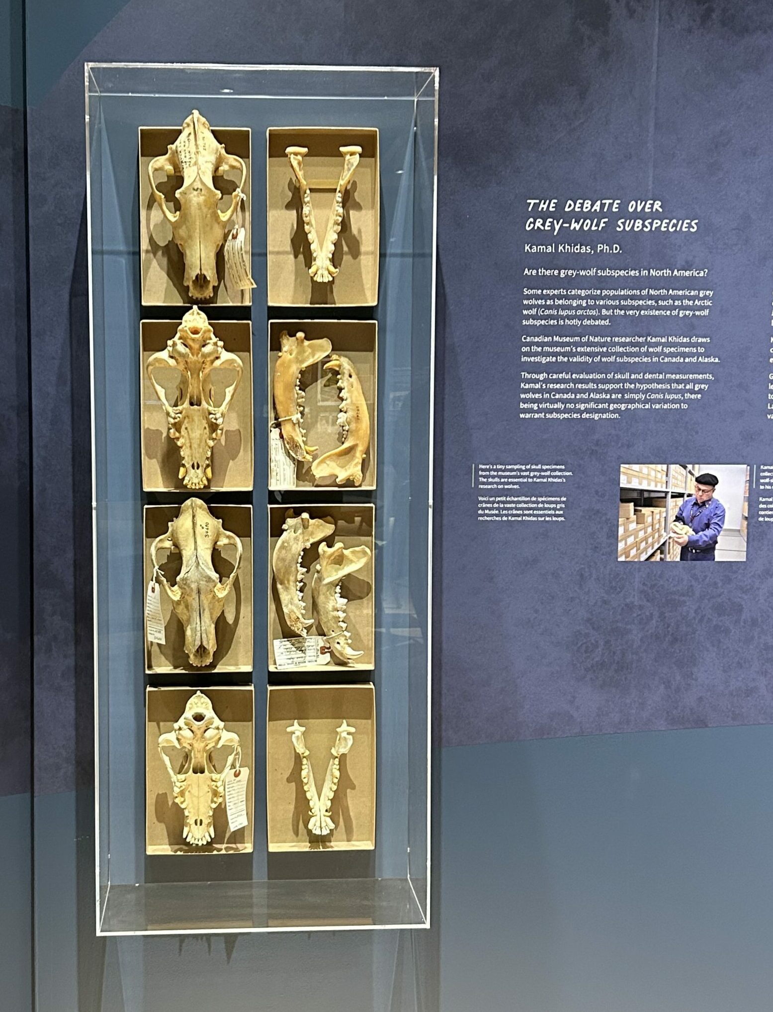 Wolves exhibition opens at the Canadian Museum of Nature | Canadian ...