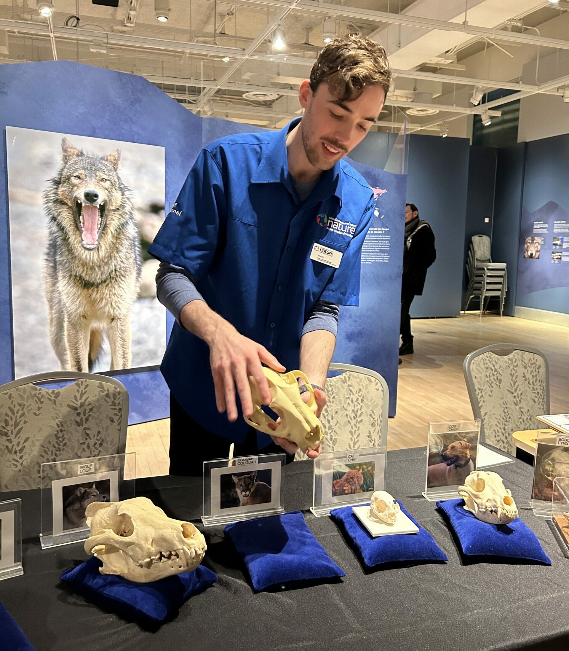 Wolves exhibition opens at the Canadian Museum of Nature | Canadian ...