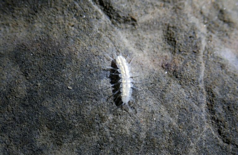 Castleguard Cave recognized as a globally significant Key Biodiversity ...