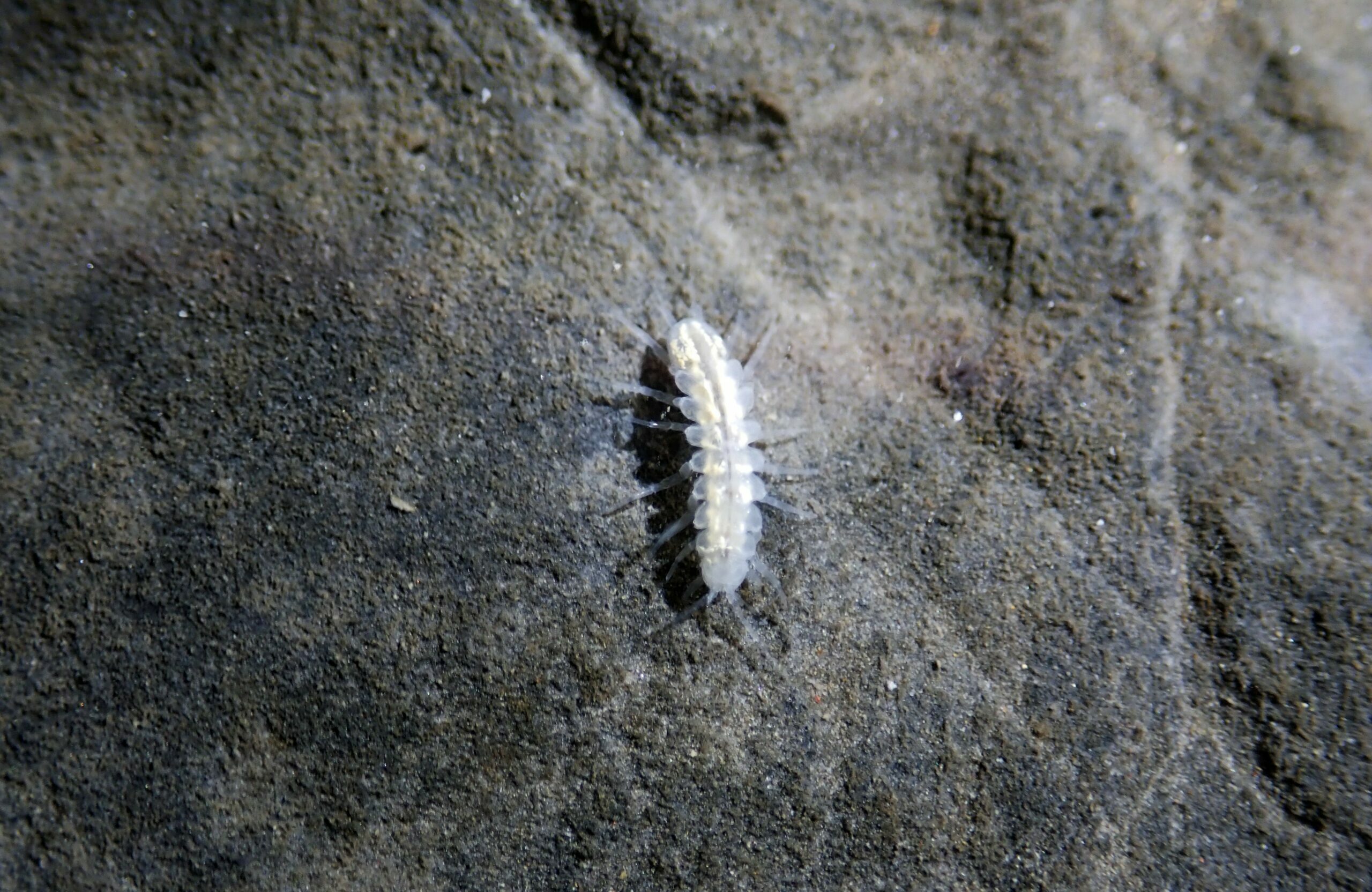Castleguard Cave recognized as a globally significant Key Biodiversity ...