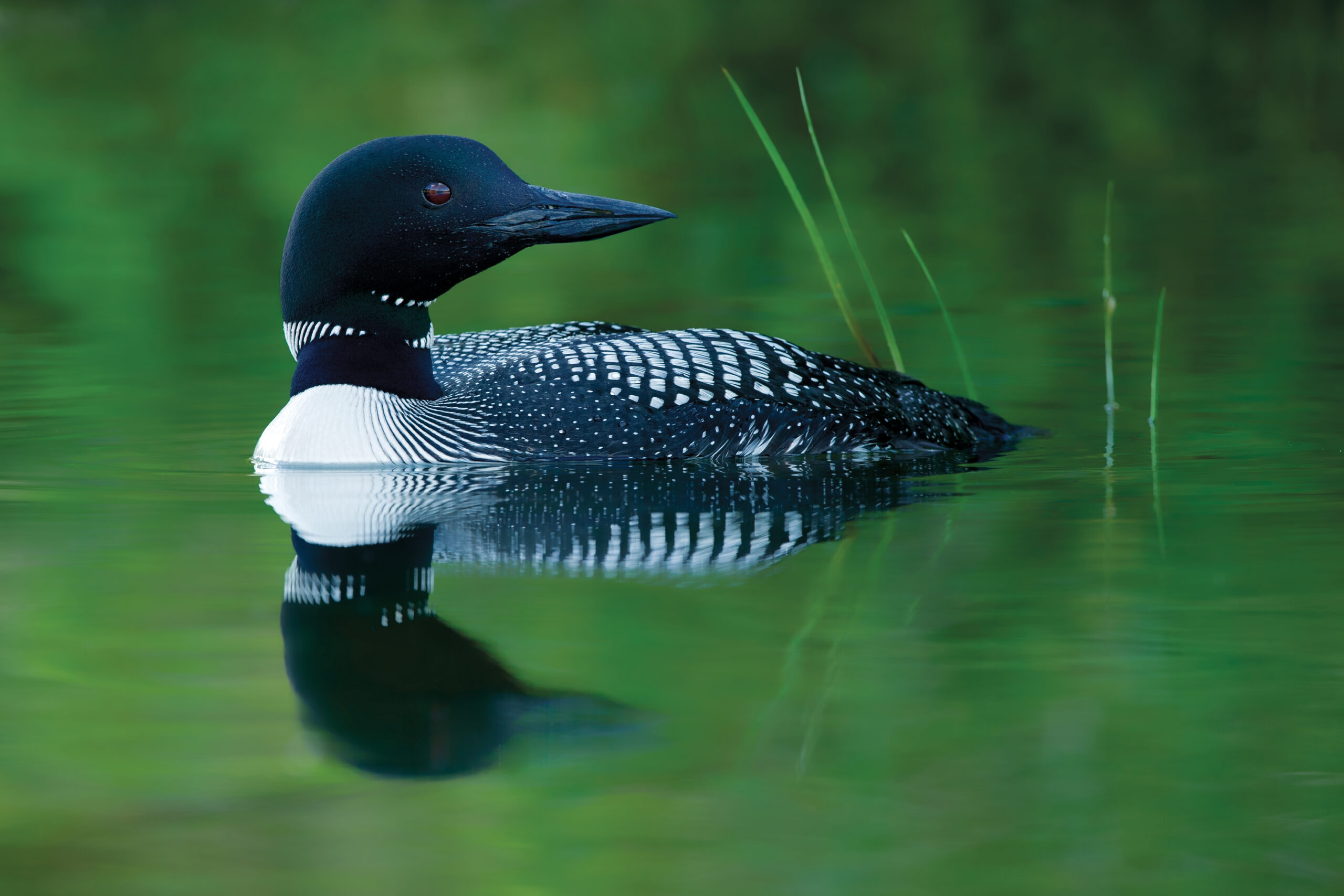 The call of the loon | Canadian Geographic