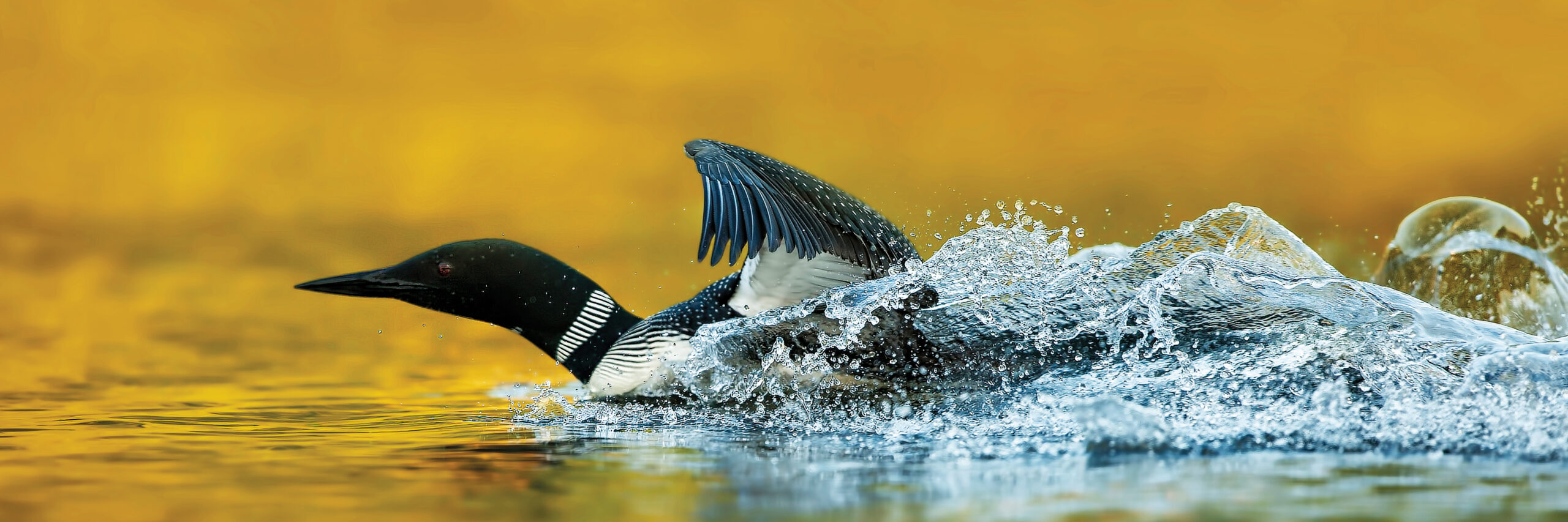 The call of the loon | Canadian Geographic