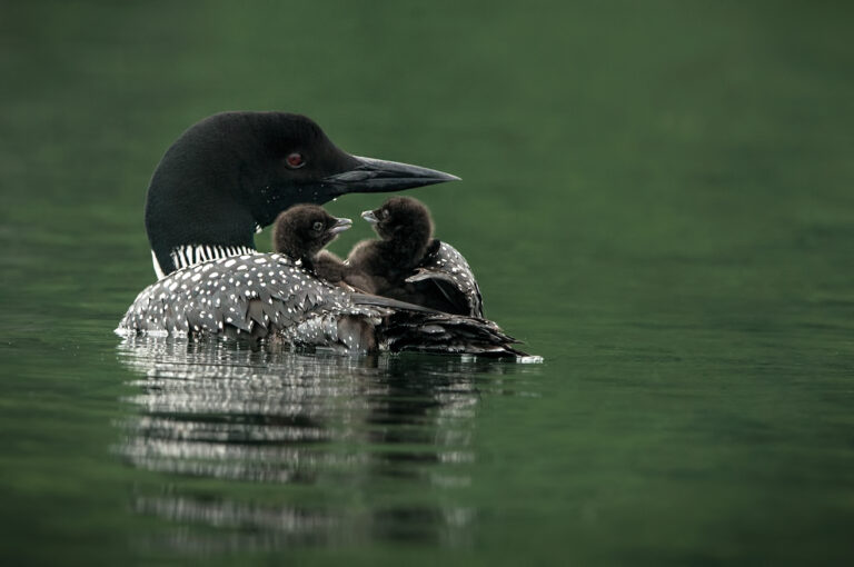 The call of the loon | Canadian Geographic