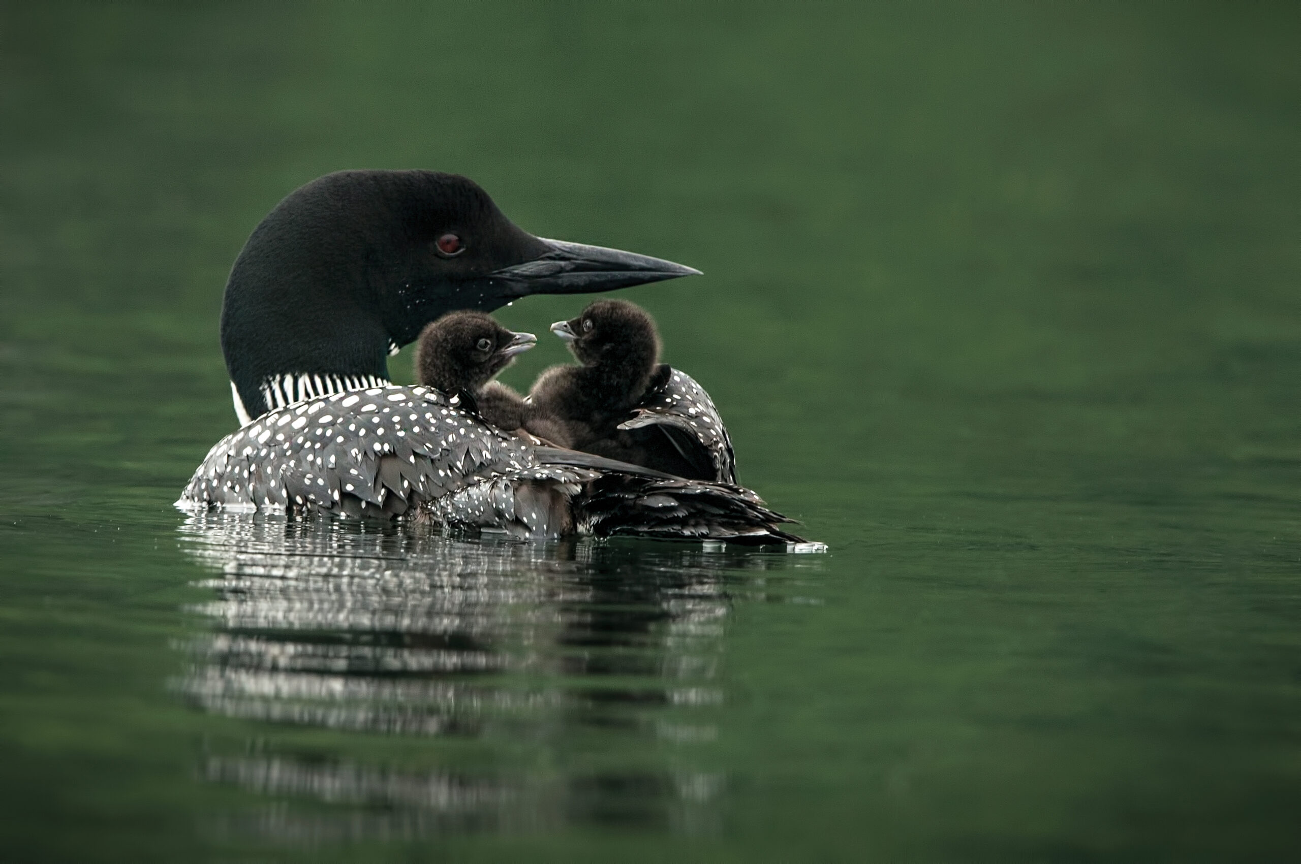 The call of the loon | Canadian Geographic