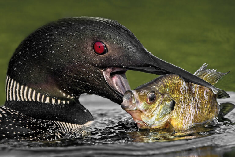 The call of the loon | Canadian Geographic
