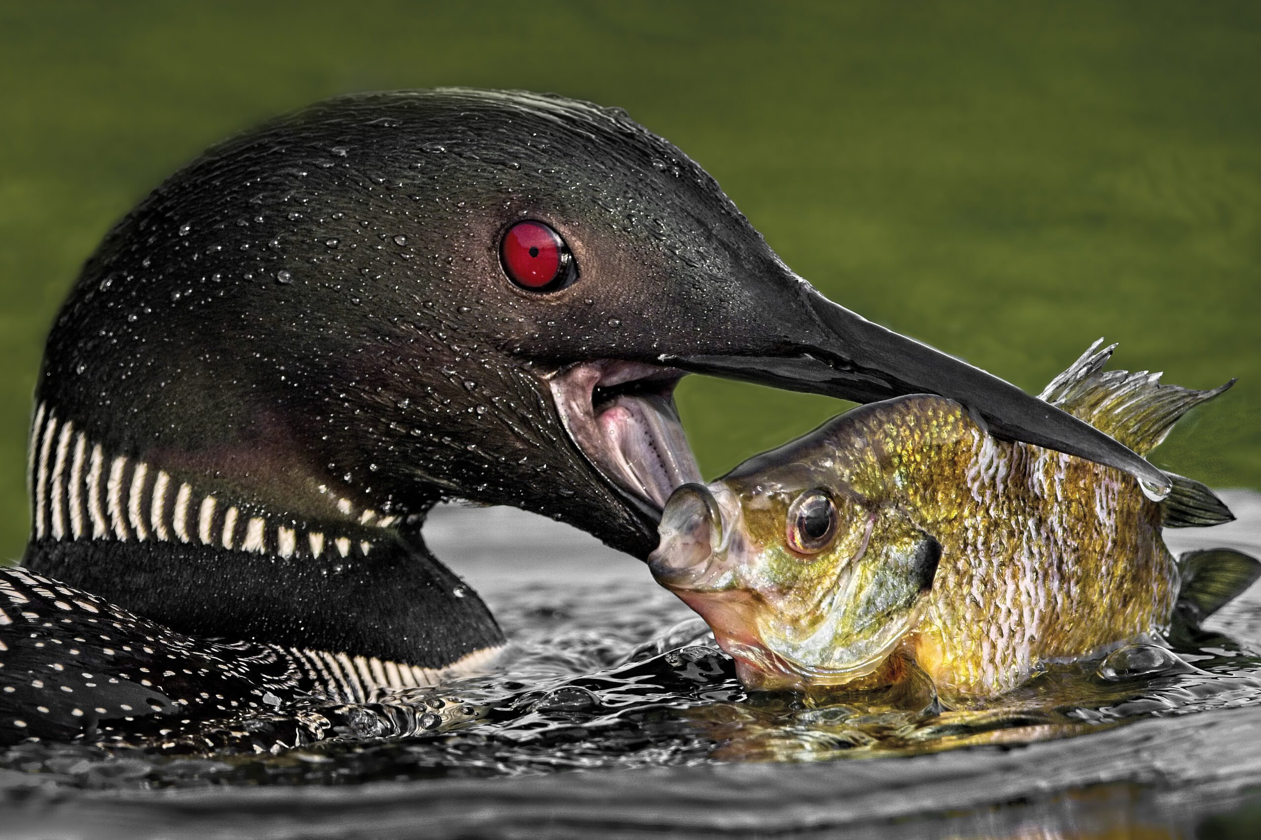 The call of the loon | Canadian Geographic