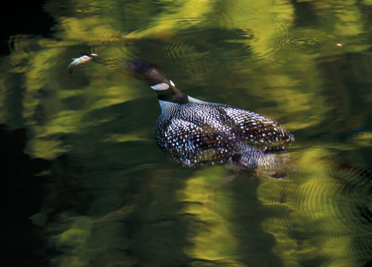 The call of the loon | Canadian Geographic