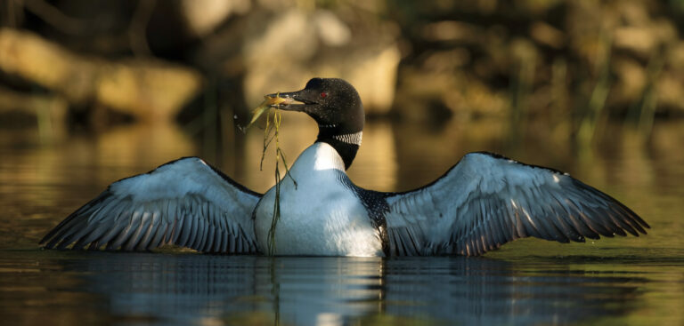 The call of the loon | Canadian Geographic