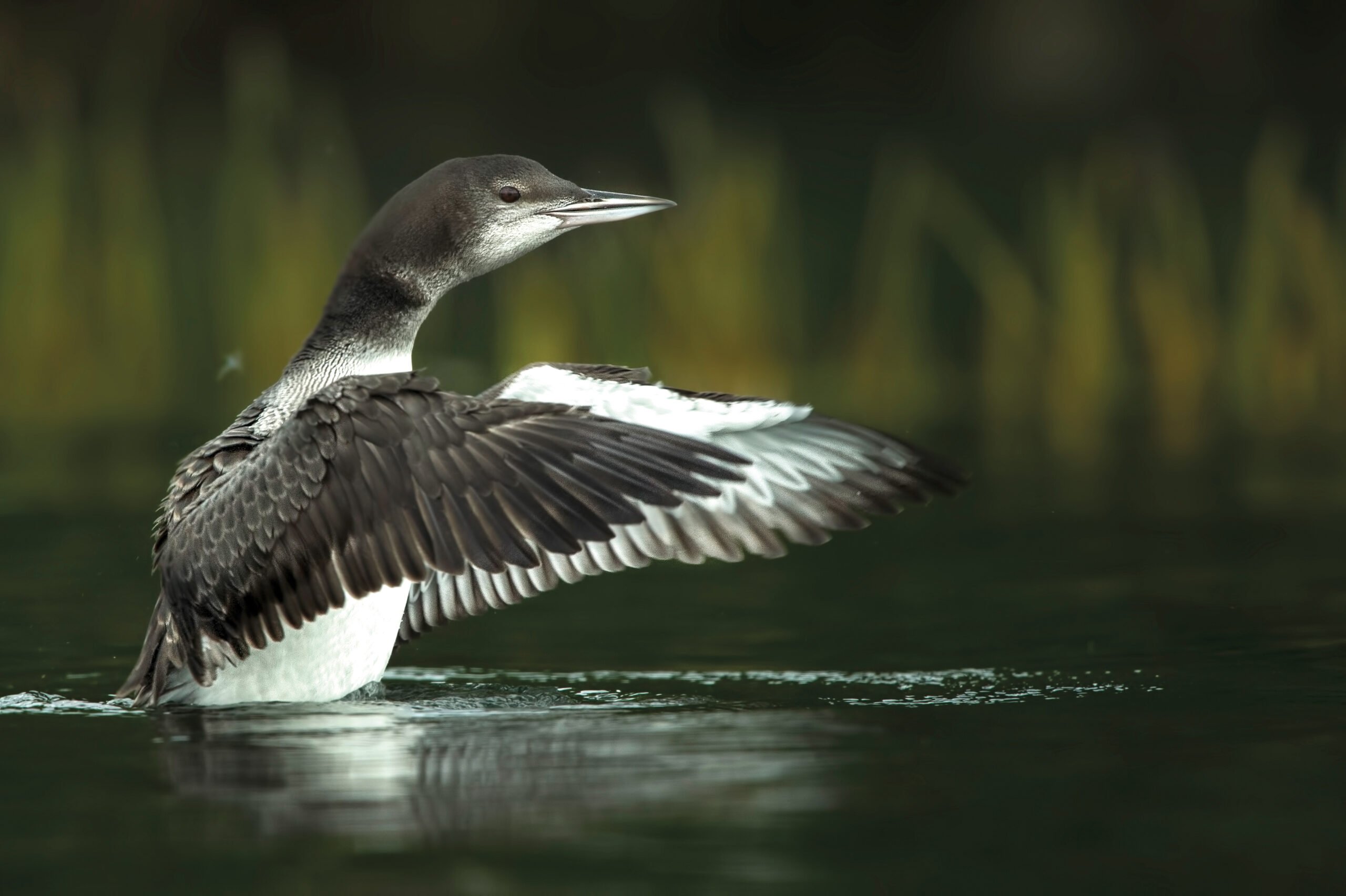 The call of the loon | Canadian Geographic
