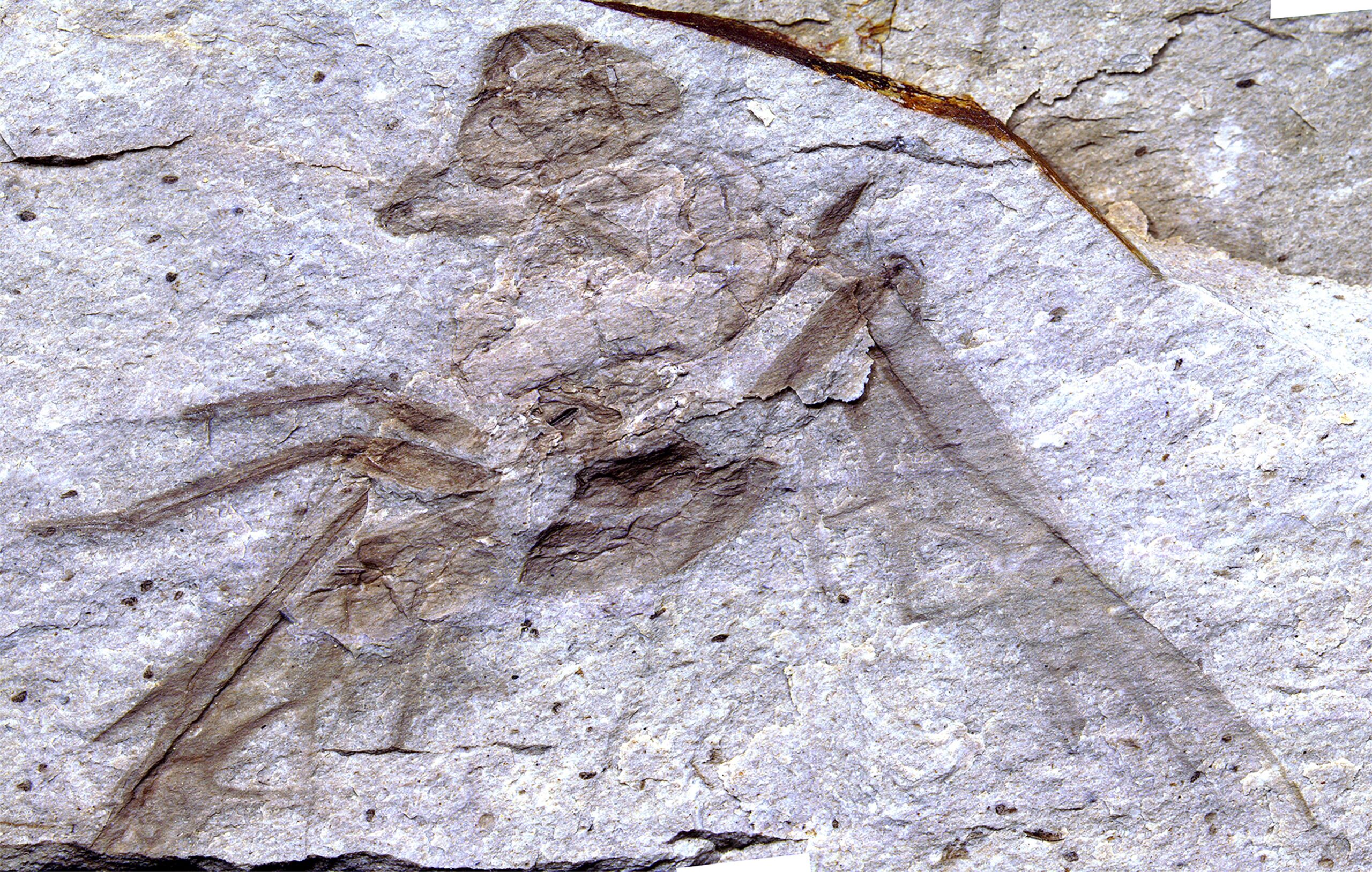 Wildlife Wednesday: the titanic ants that once roamed prehistoric B.C ...