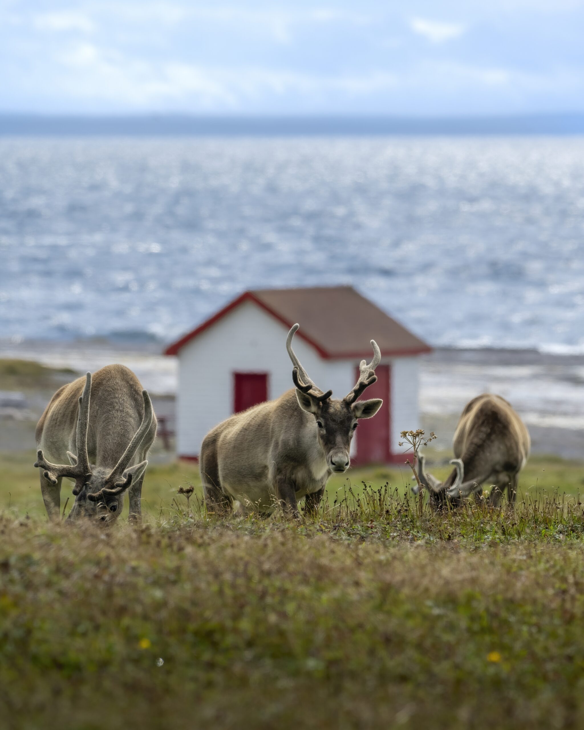 Photos: The wild, wonderful landscapes of western Newfoundland ...