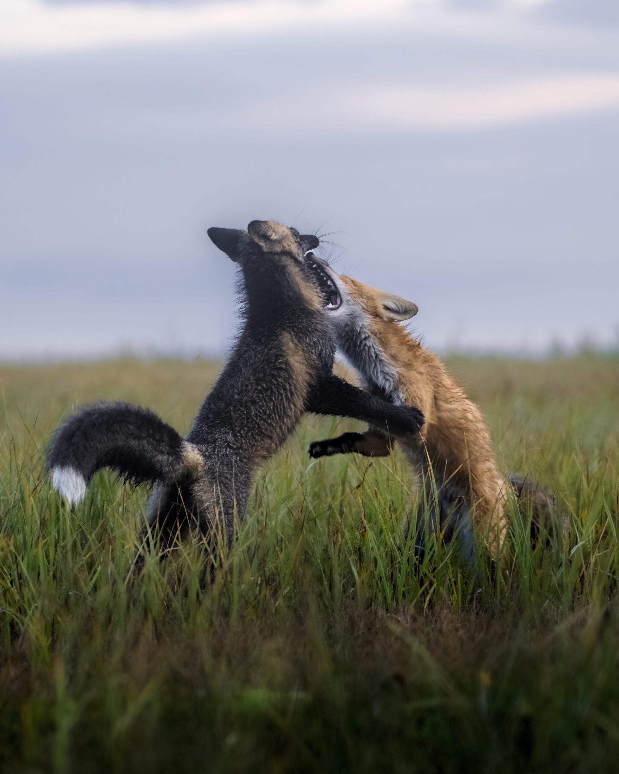 Photos: The wild, wonderful landscapes of western Newfoundland ...