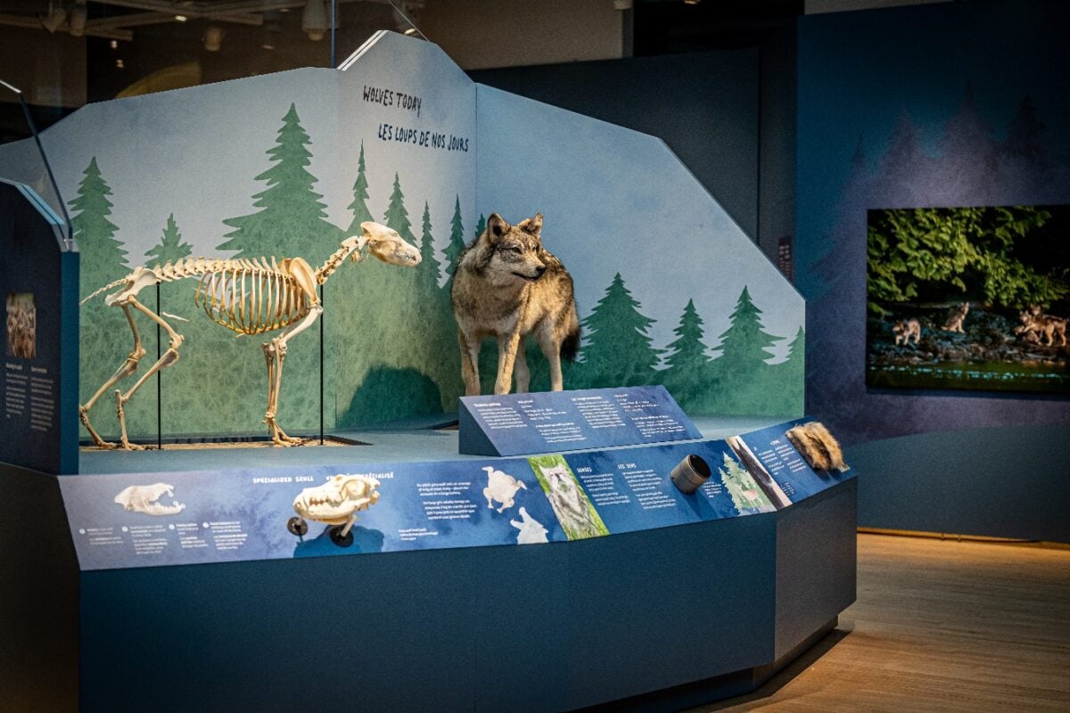 Wolves exhibition opens at the Canadian Museum of Nature | Canadian ...