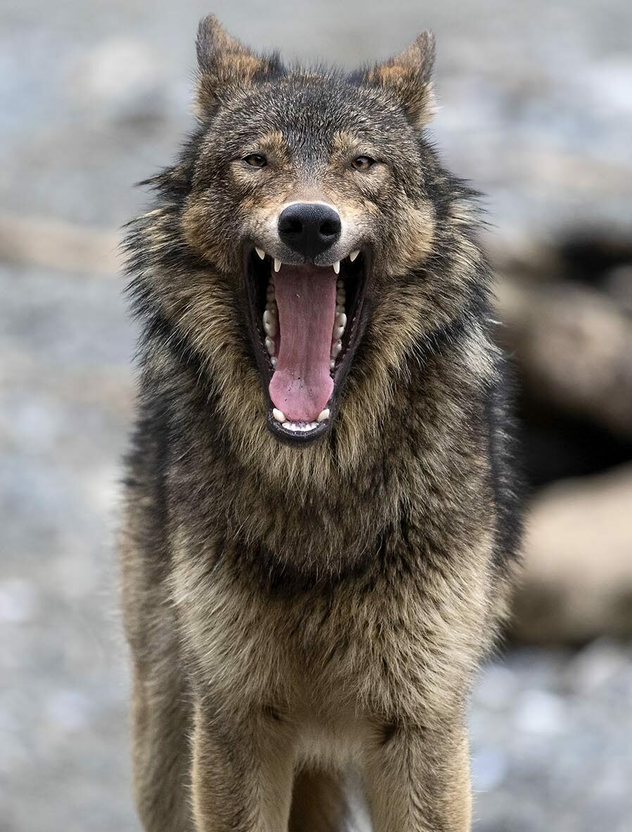 Wolves exhibition opens at the Canadian Museum of Nature | Canadian ...