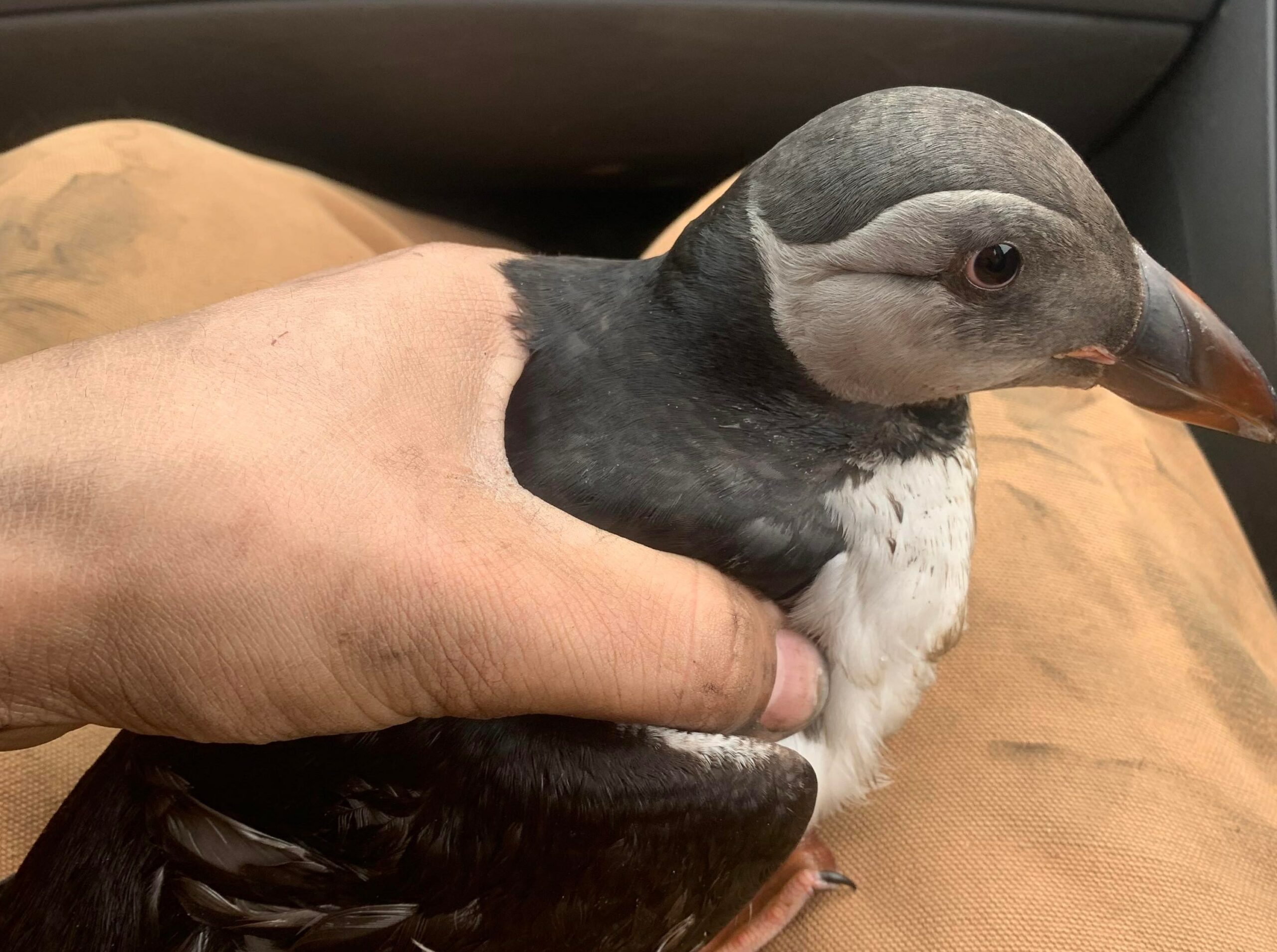 Wildlife Wednesday: the titanic ants that once roamed prehistoric B.C ...