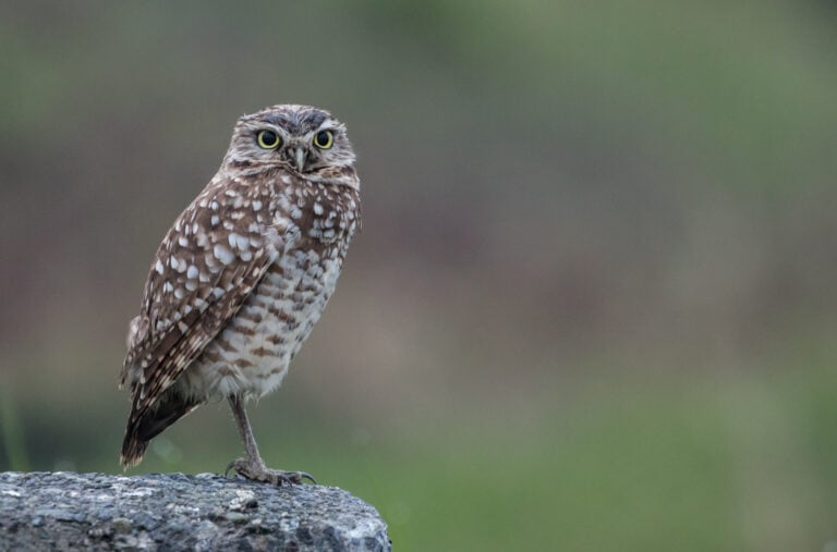 Animal Facts: Burrowing owl | Canadian Geographic