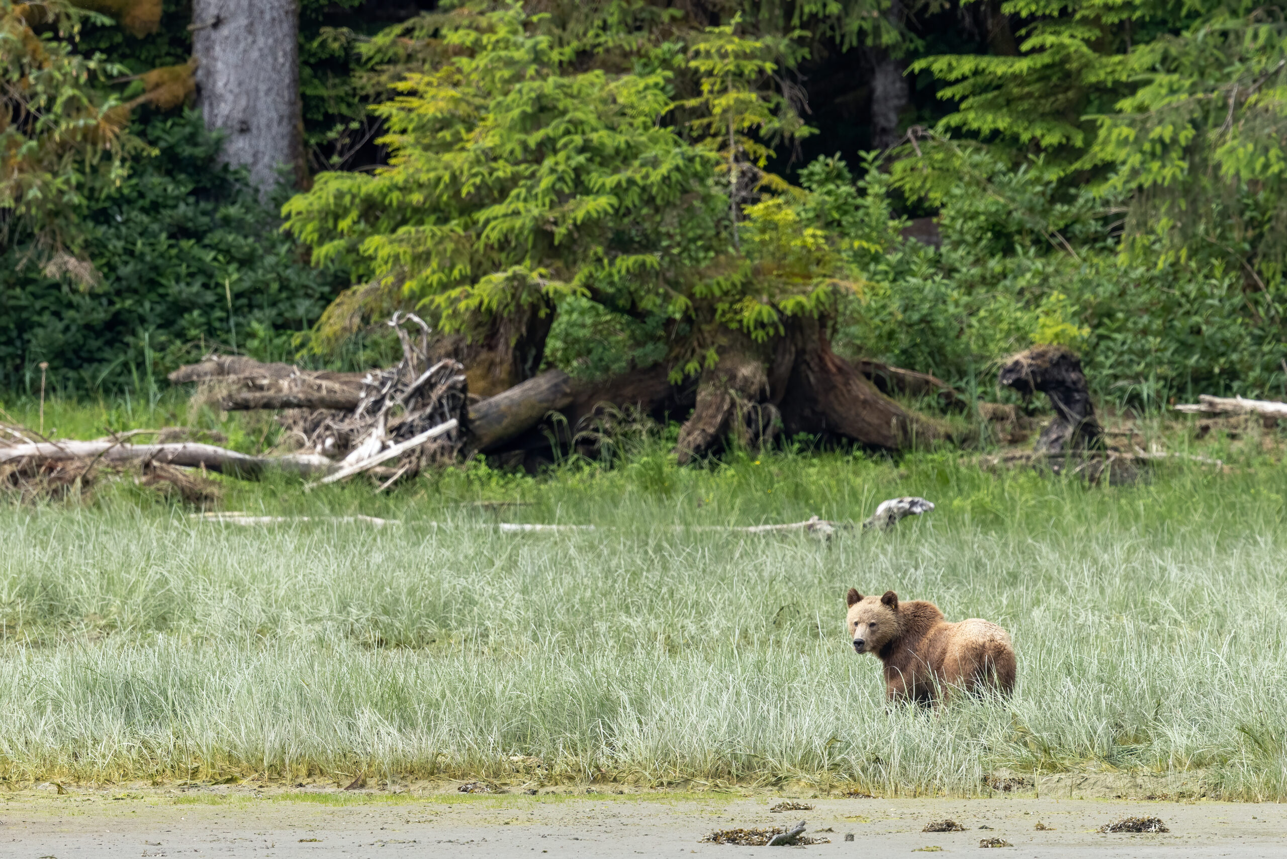 Q&A: The masterminds behind the first grizzly rewilding program ...