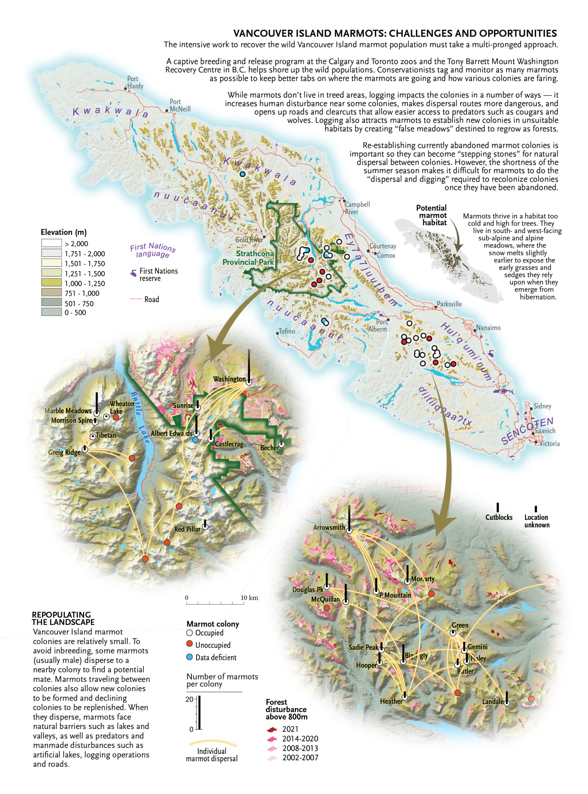 Hide and seek: The race to save the Vancouver Island Marmot | Canadian ...