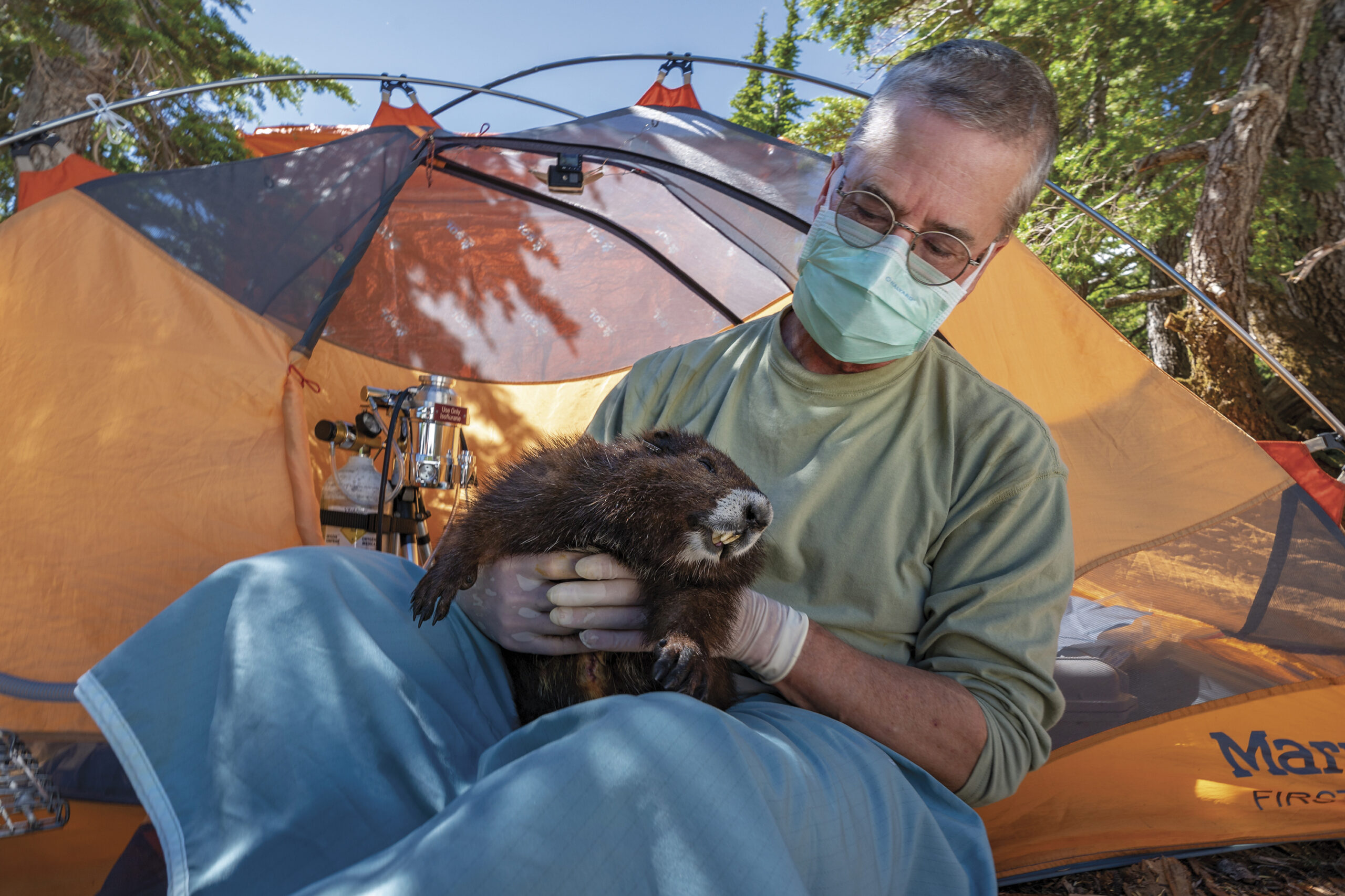Hide and seek: The race to save the Vancouver Island Marmot | Canadian ...